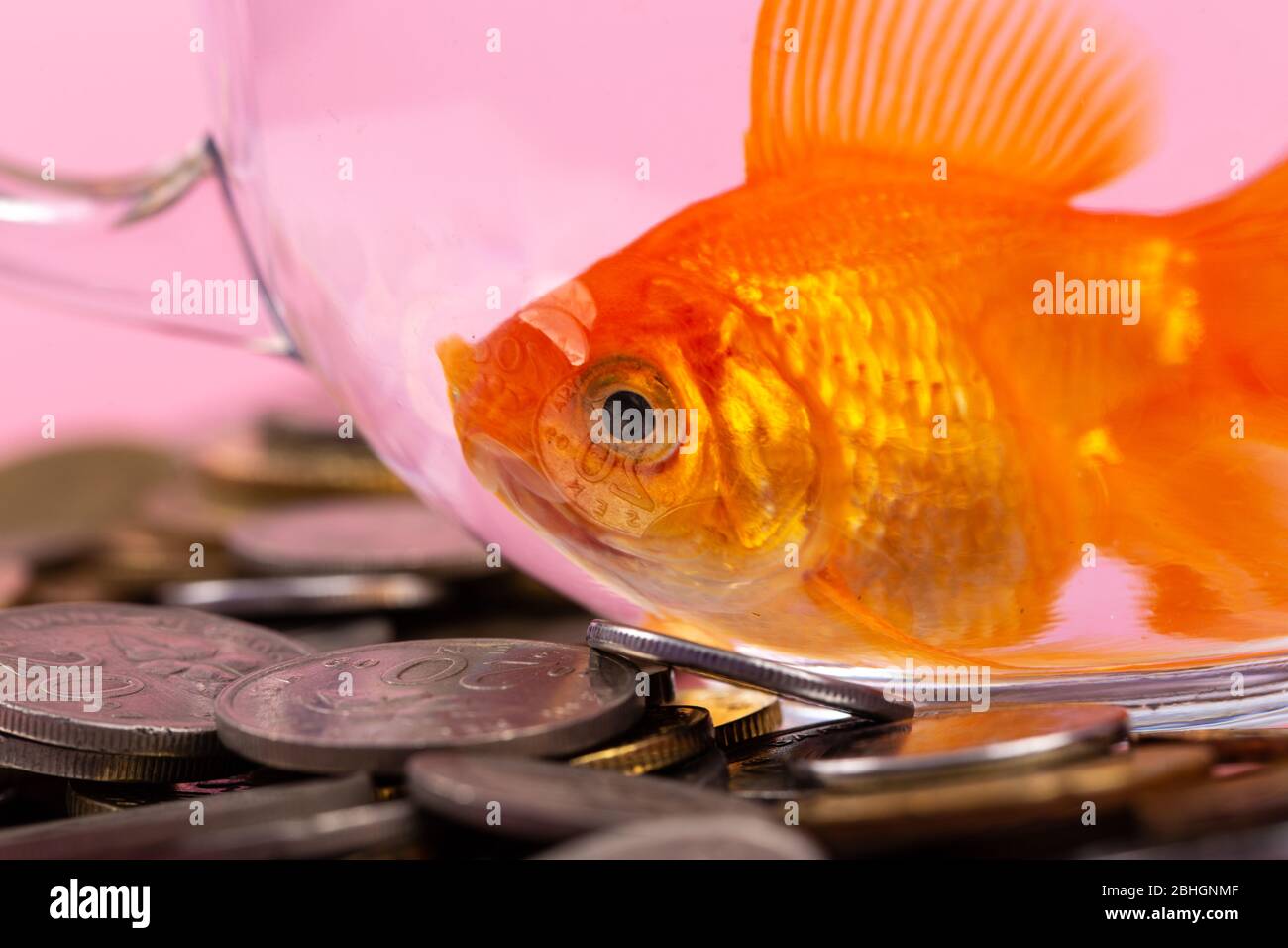Coin and Gold fish inside a bowl . Time is money Concept, Business ...