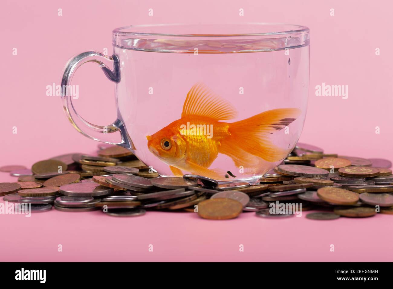 Coin and Gold fish inside a bowl . Time is money Concept, Business ...