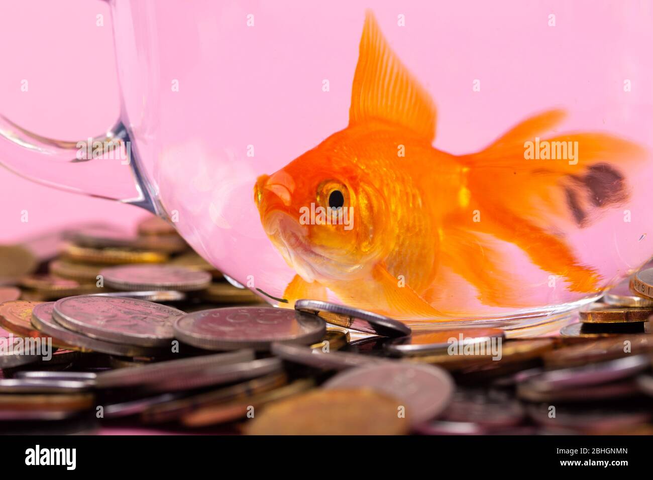 Coin and Gold fish inside a bowl . Time is money Concept, Business ...