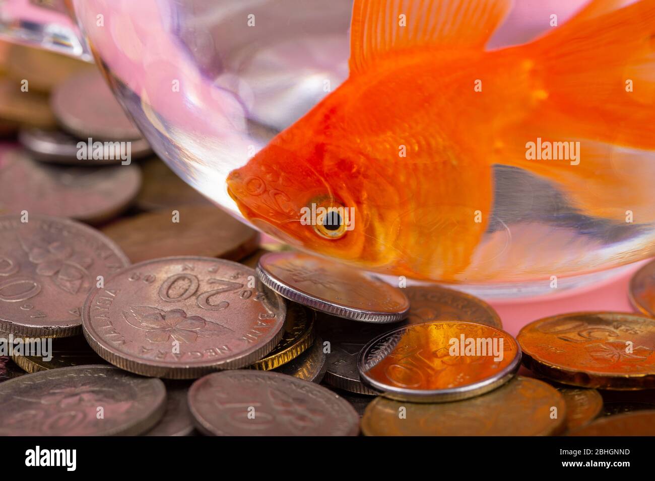 Coin and Gold fish inside a bowl . Time is money Concept, Business ...