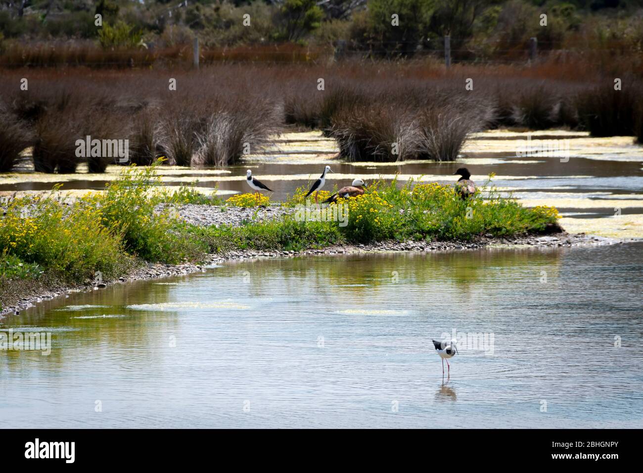Pied Stilts and Paradise ducks in wetland at Pauatahanui Wildlife ...