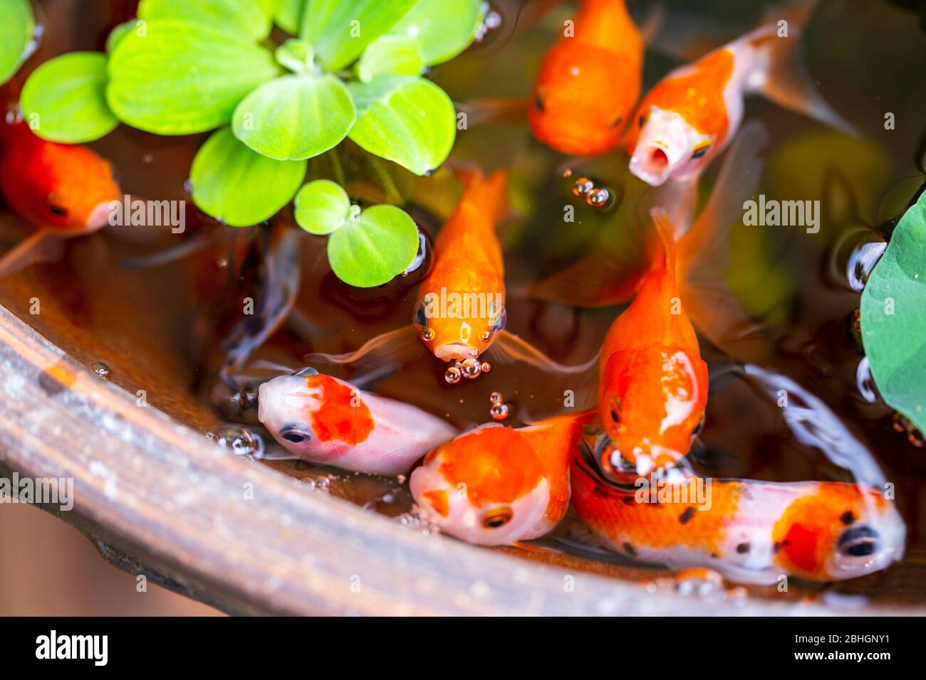 Goldfish In A Pond