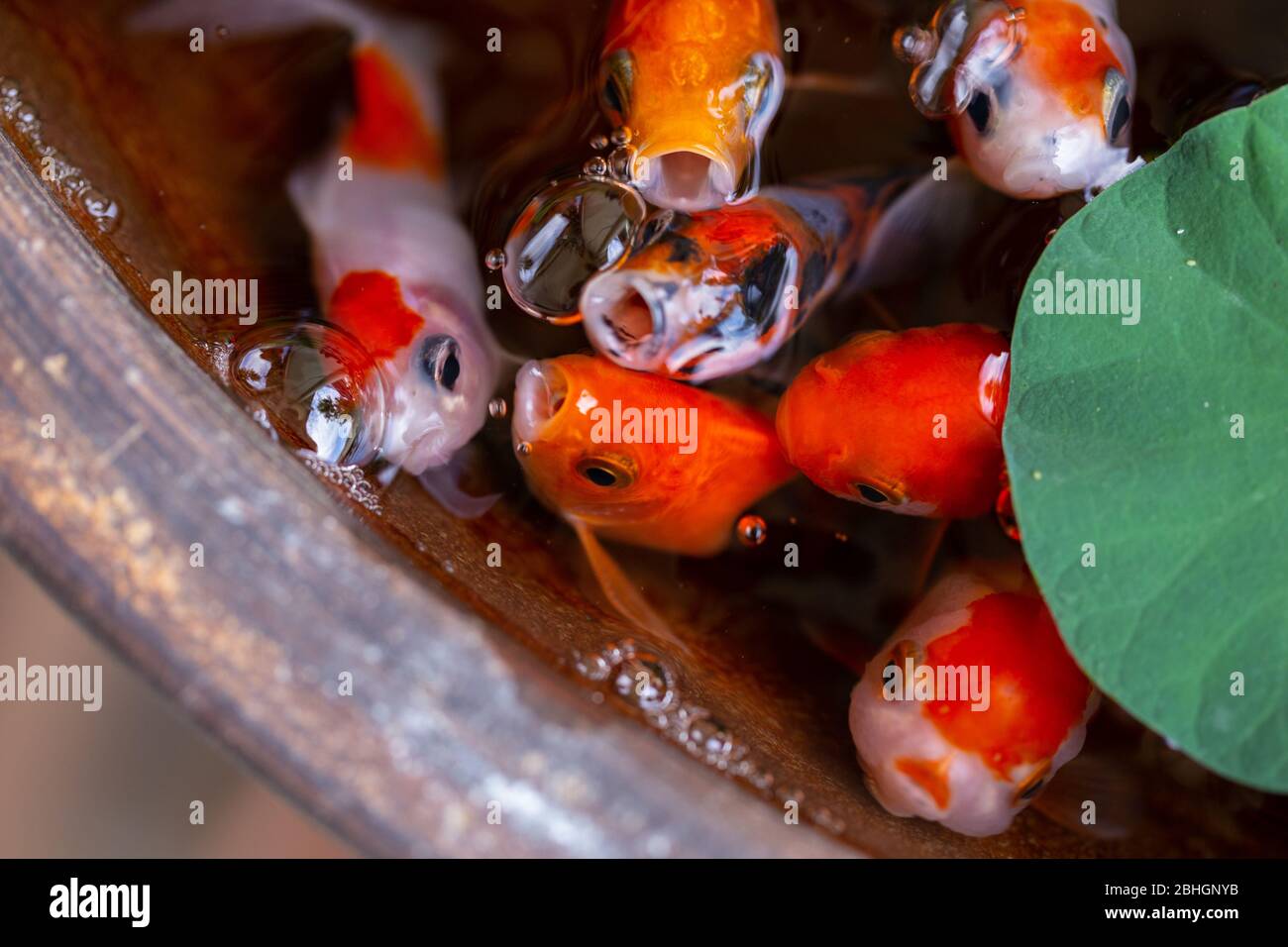 gold fish on small pond on beautiful small garden Stock Photo - Alamy