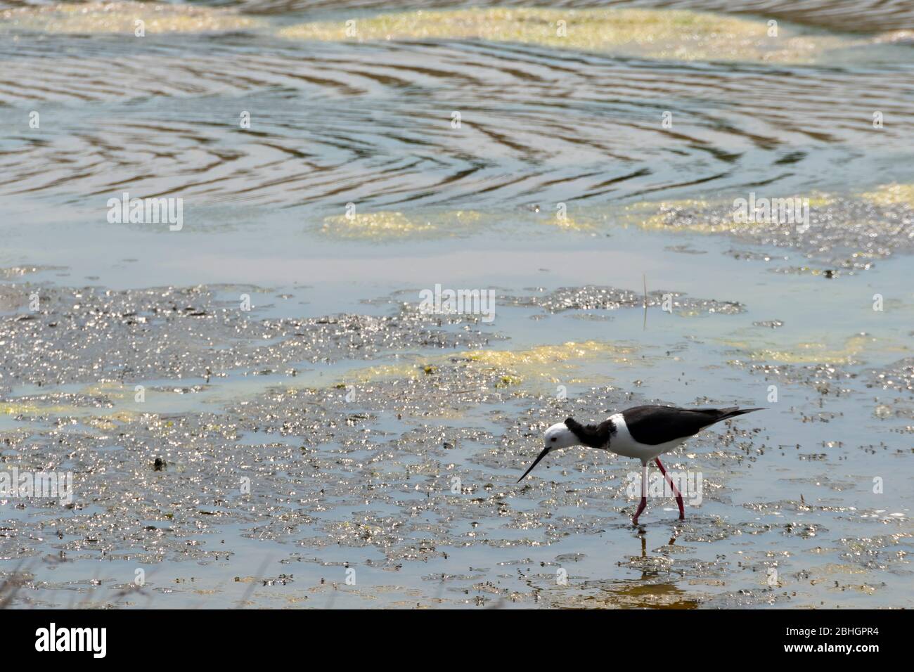 Pied Stilt feeding in shallow water at Pauatahanui Wildlife Reserve ...