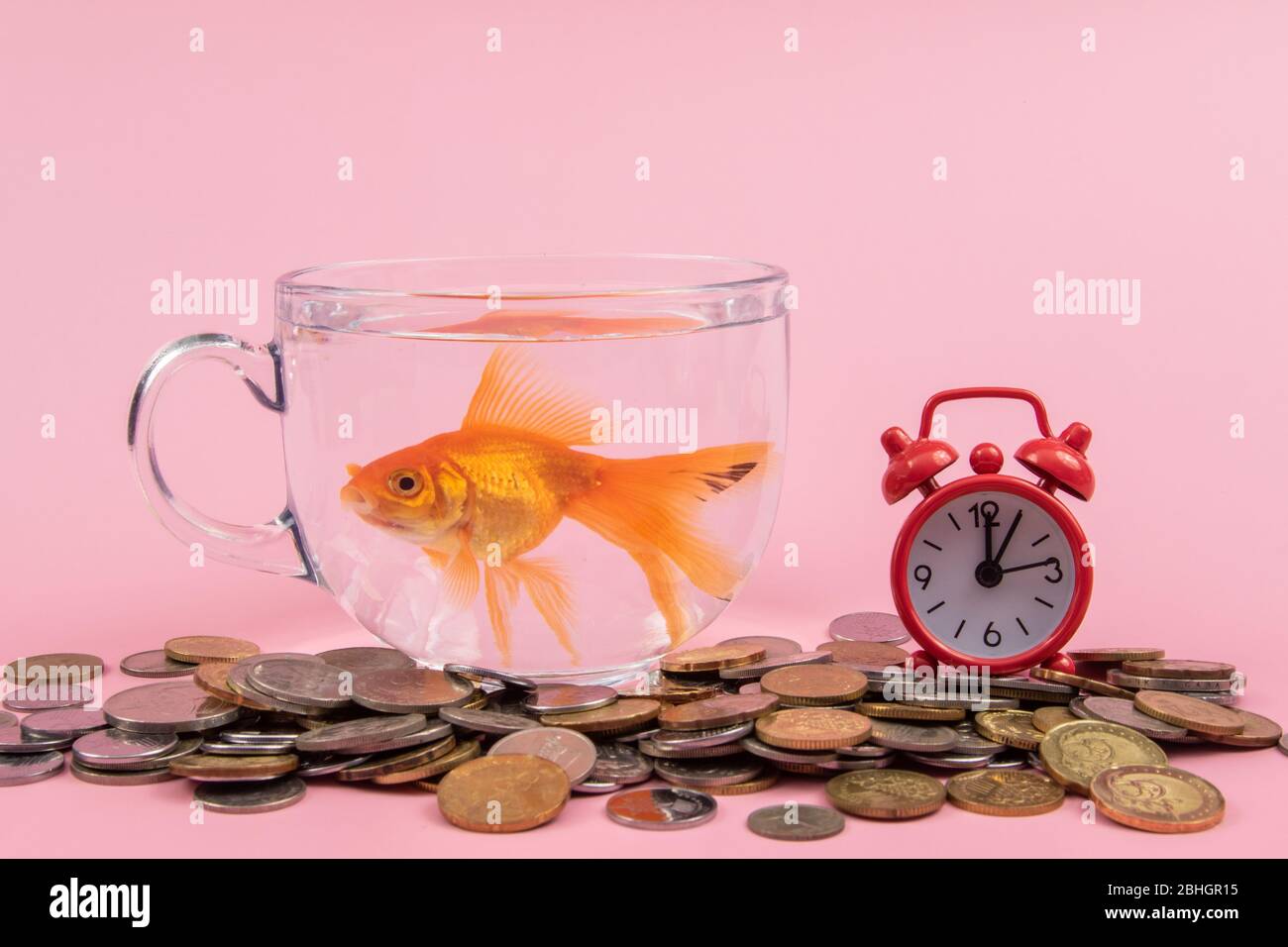 Coin, Red alarm Clock and Gold fish inside a bowl . Time is money ...
