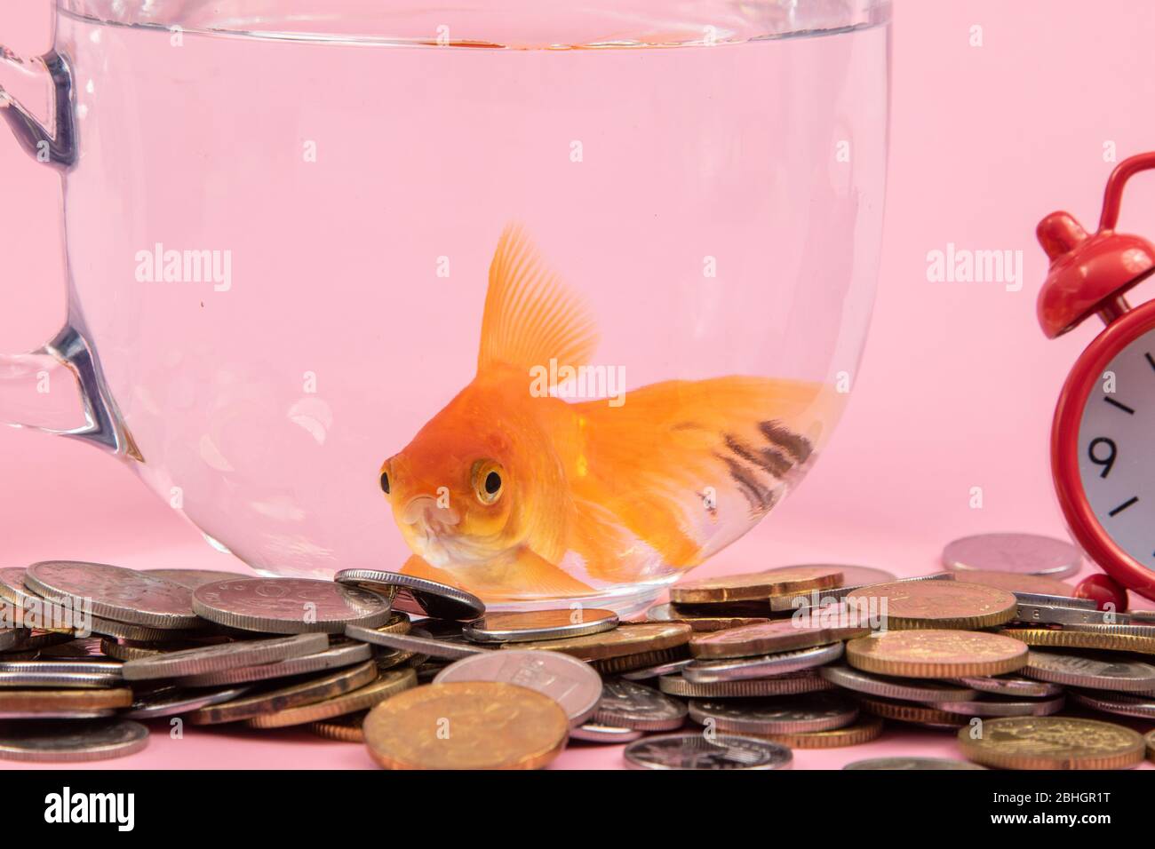 Coin, Red alarm Clock and Gold fish inside a bowl . Time is money ...