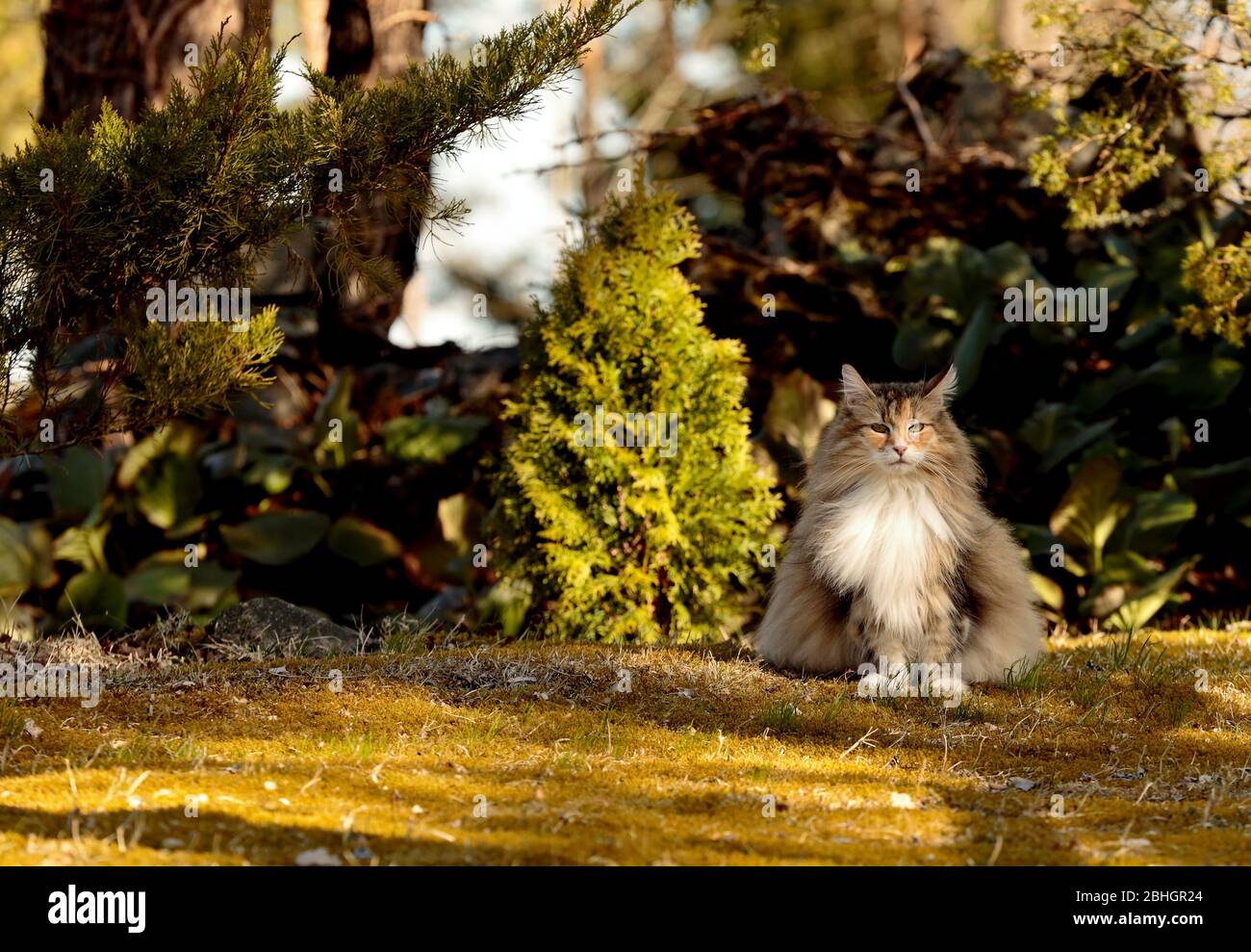 A beautiful norwegian forest cat female sitting in garden in springlike ...