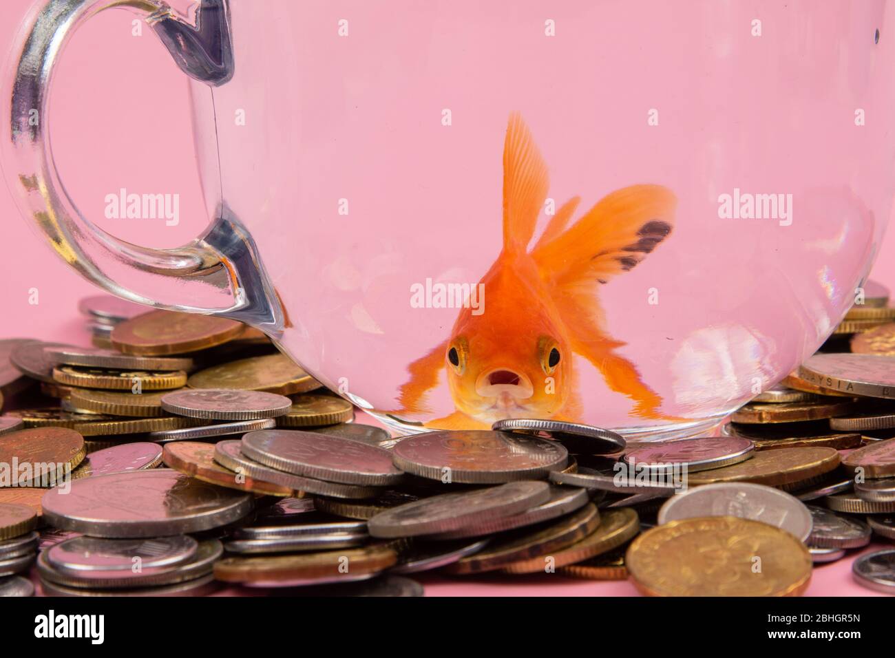 Coin, Red alarm Clock and Gold fish inside a bowl . Time is money ...