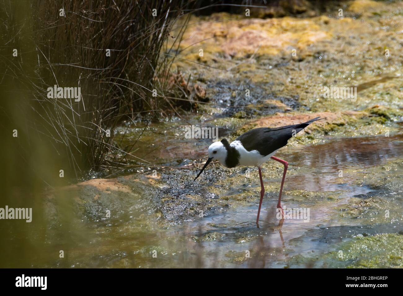 Pied Stilt feeding in shallow water at Pauatahanui Wildlife Reserve ...