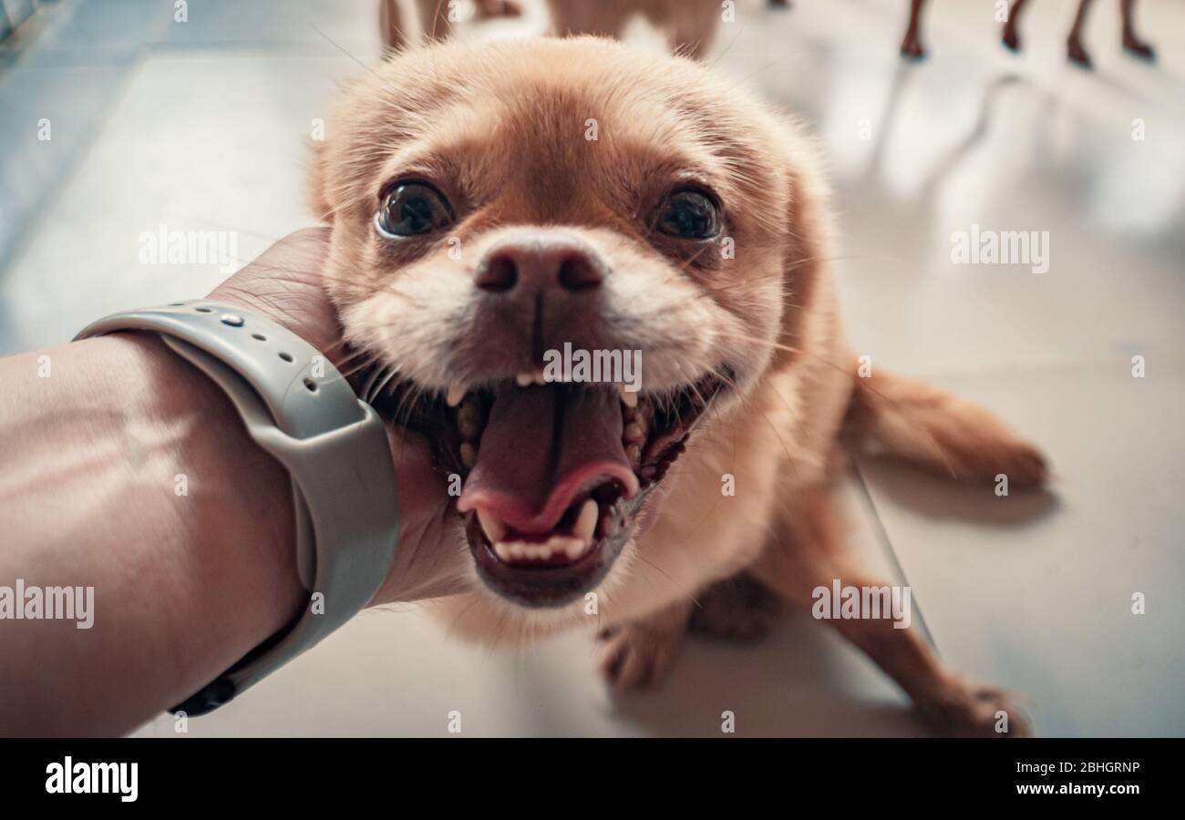 Helping stray animals hi-res stock photography and images - Alamy