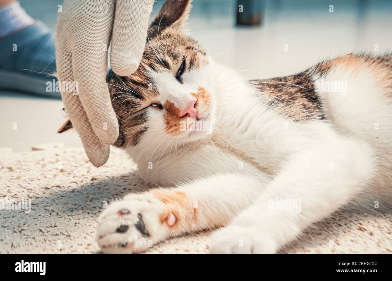 Homeless volunteer close up hi-res stock photography and images - Alamy