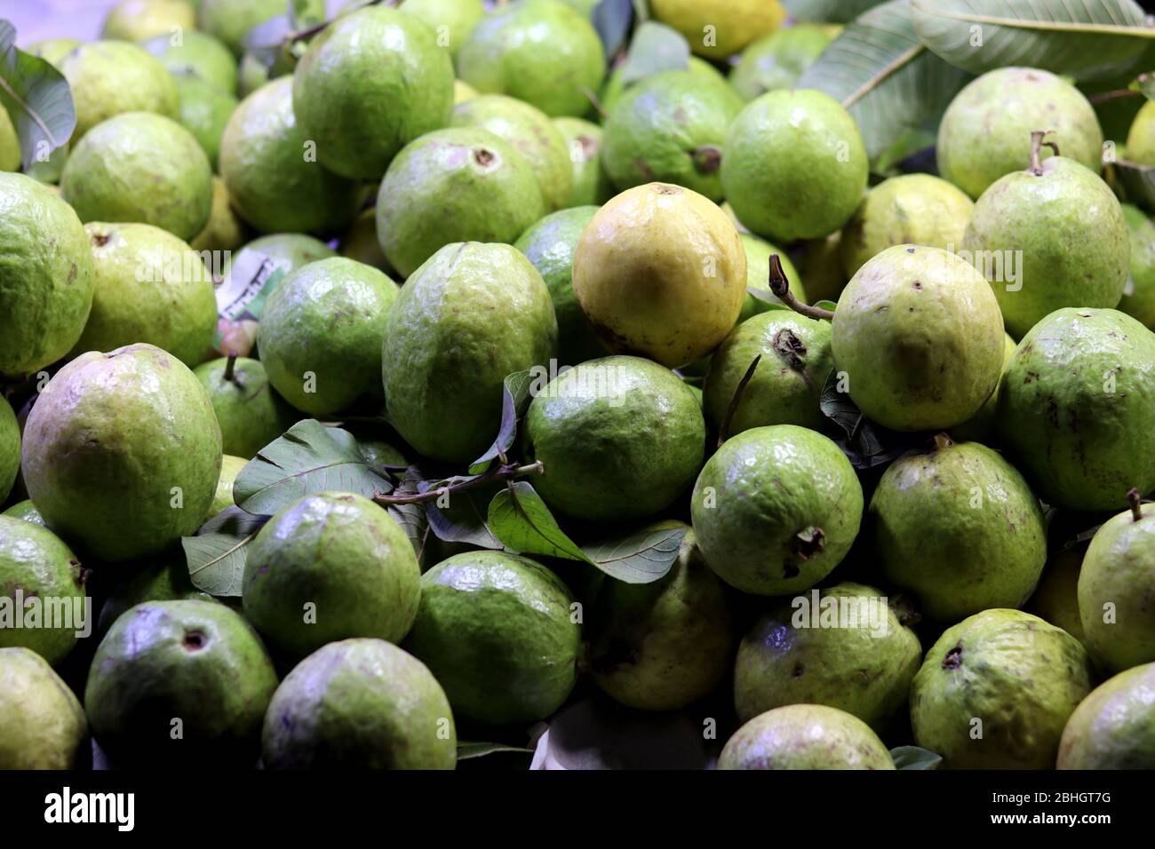 Indian guava fruit hi-res stock photography and images - Alamy
