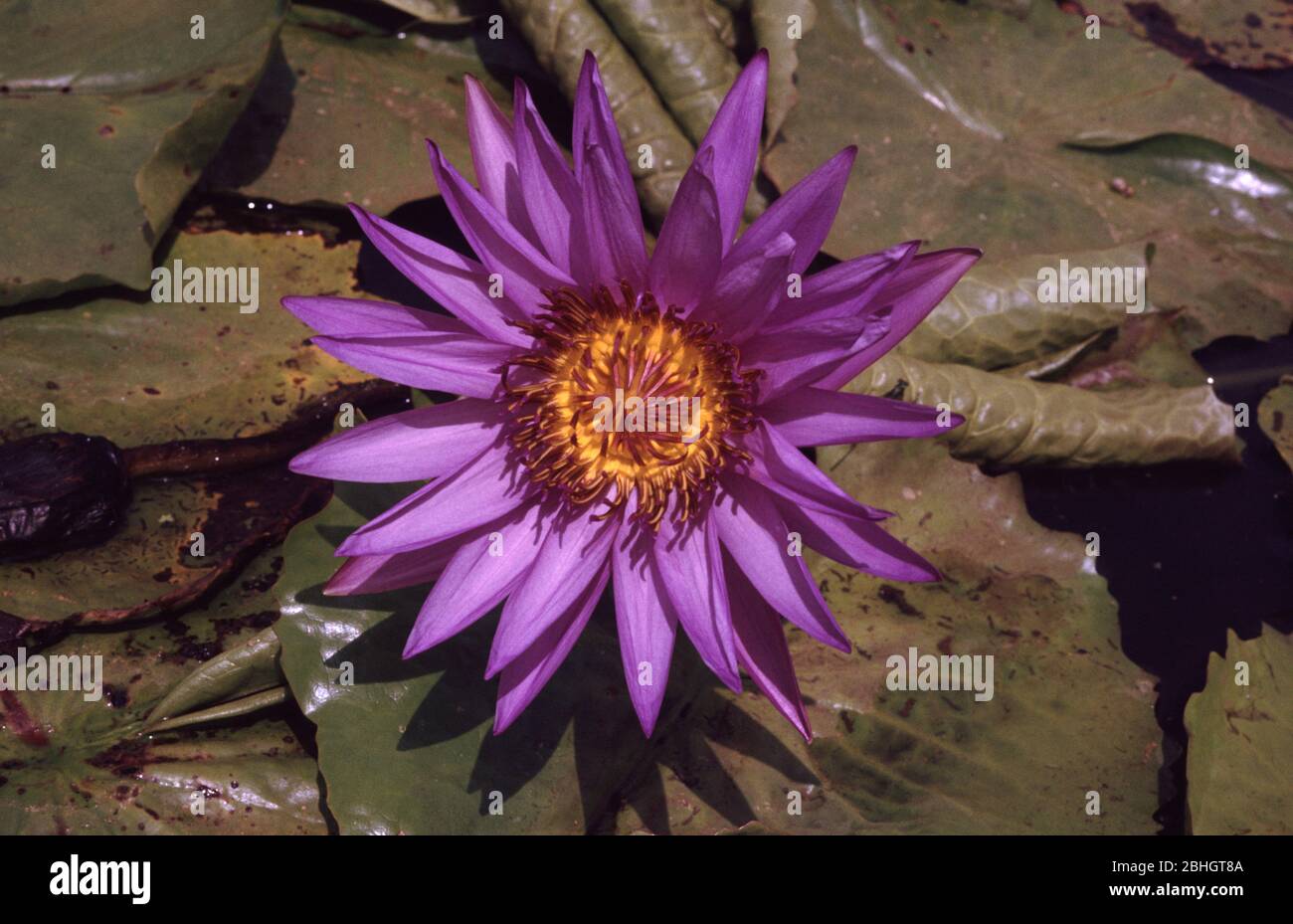 Lotus Plant Underwater High Resolution Stock Photography and Images - Alamy