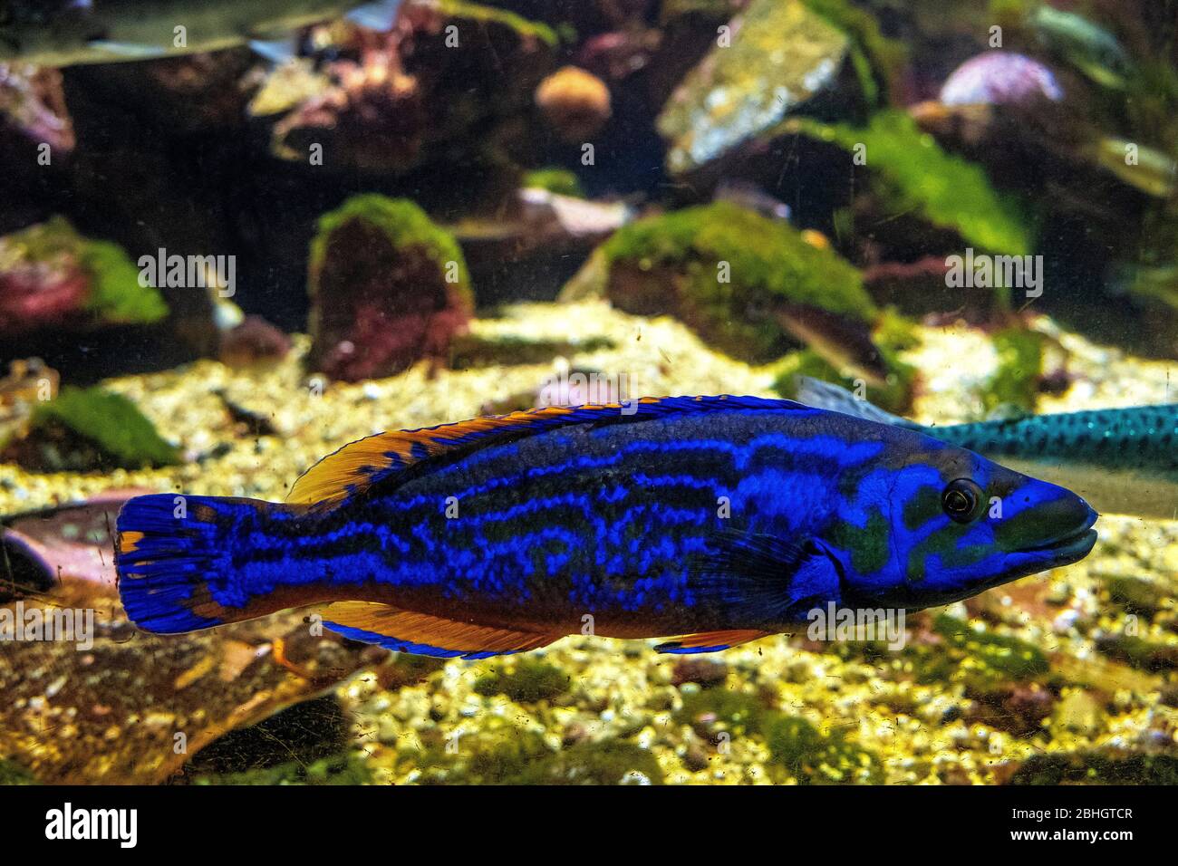 Single Cuckoo Wrasse marine fish - latin Labrus bimaculatus - natively ...
