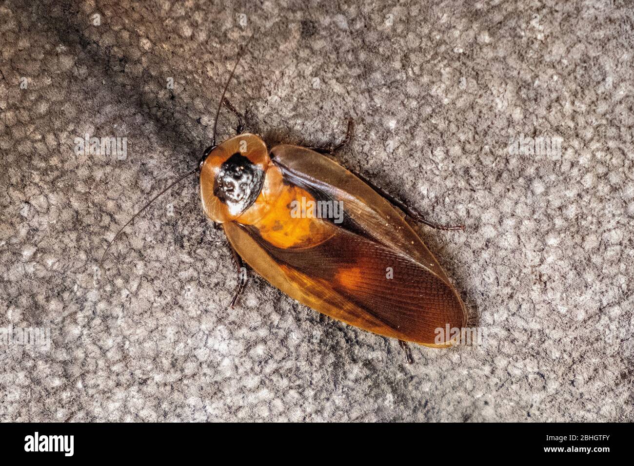 Single Madagascar Death’s Head Cockroach - latin Blaberus fusca ...