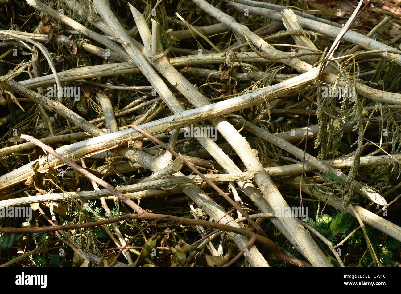 acacia tree cutting and dry in garden Stock Photo - Alamy