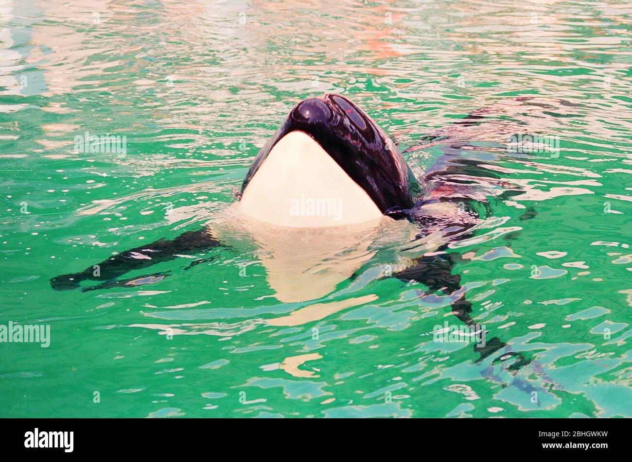 A killer whale during a performance at Miami Seaquarium in the 1980's ...