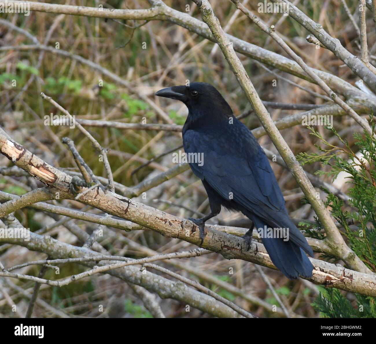 Crow on branch Stock Photo - Alamy