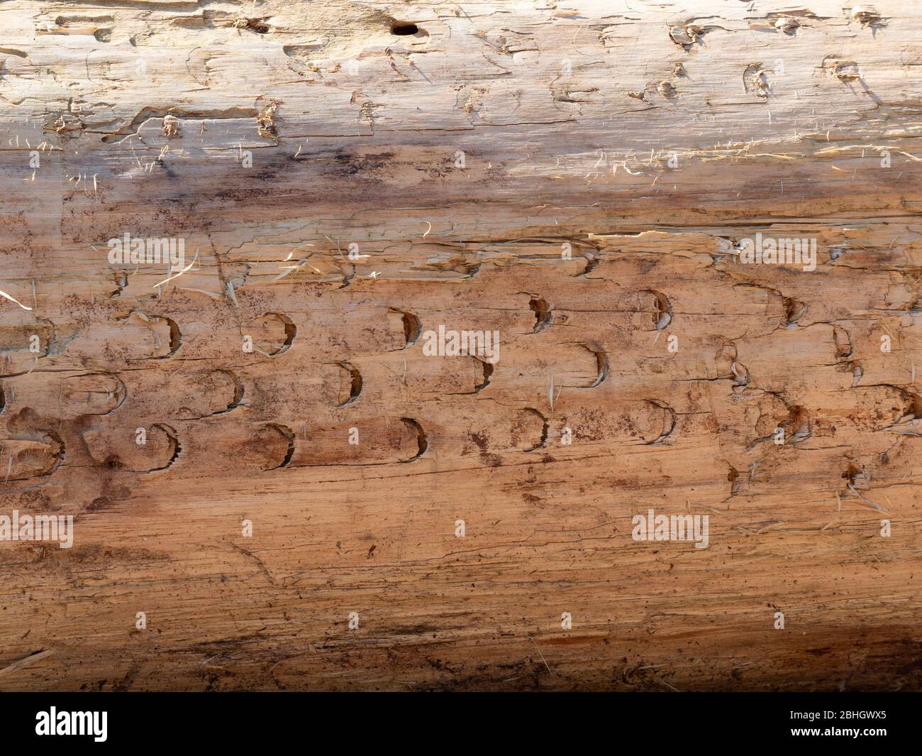 The harvester cut marksinto logs and trunks during cutting tree. . Some ...