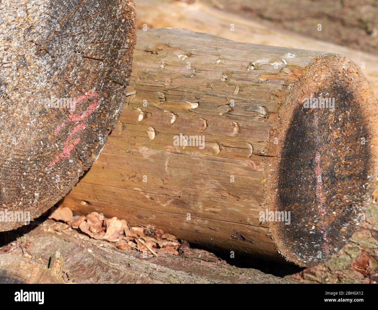 Forest harvesting operations hi-res stock photography and images - Alamy