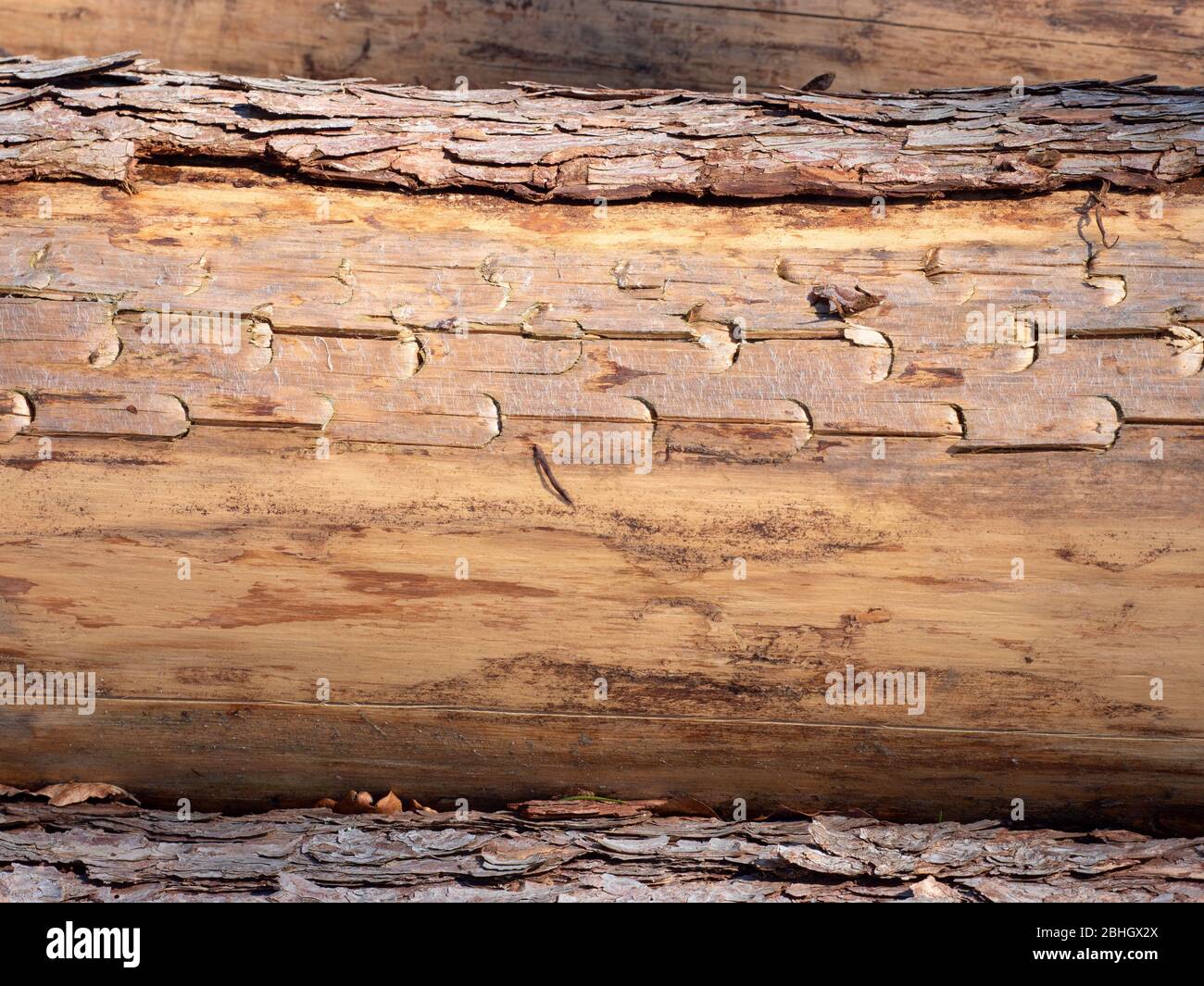 The harvester cut marksinto logs and trunks during cutting tree. . Some ...