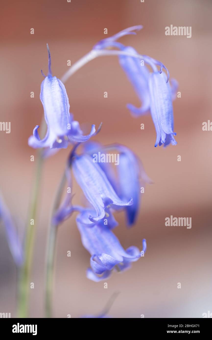 Close-up / macro photograph of common bluebells or English bluebell ...