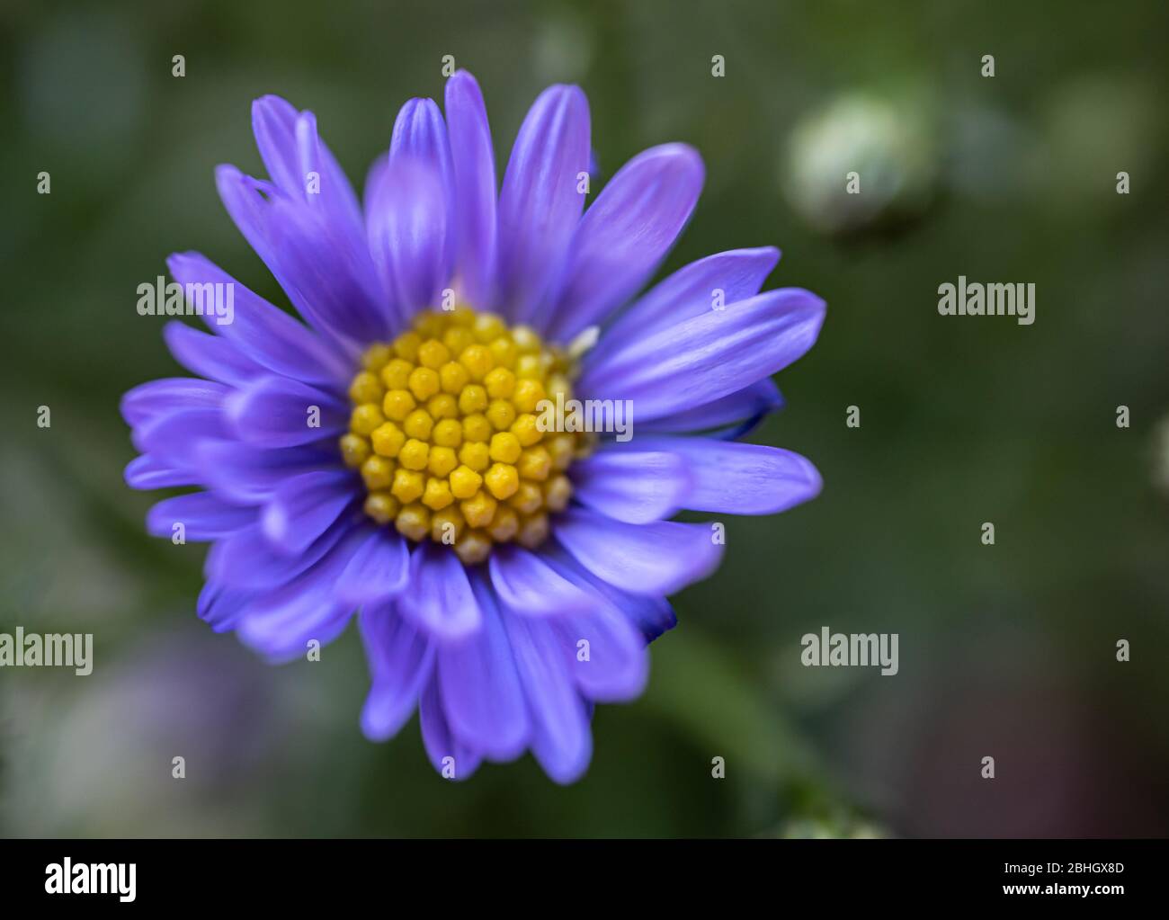 Aster Daisy High Resolution Stock Photography and Images - Alamy