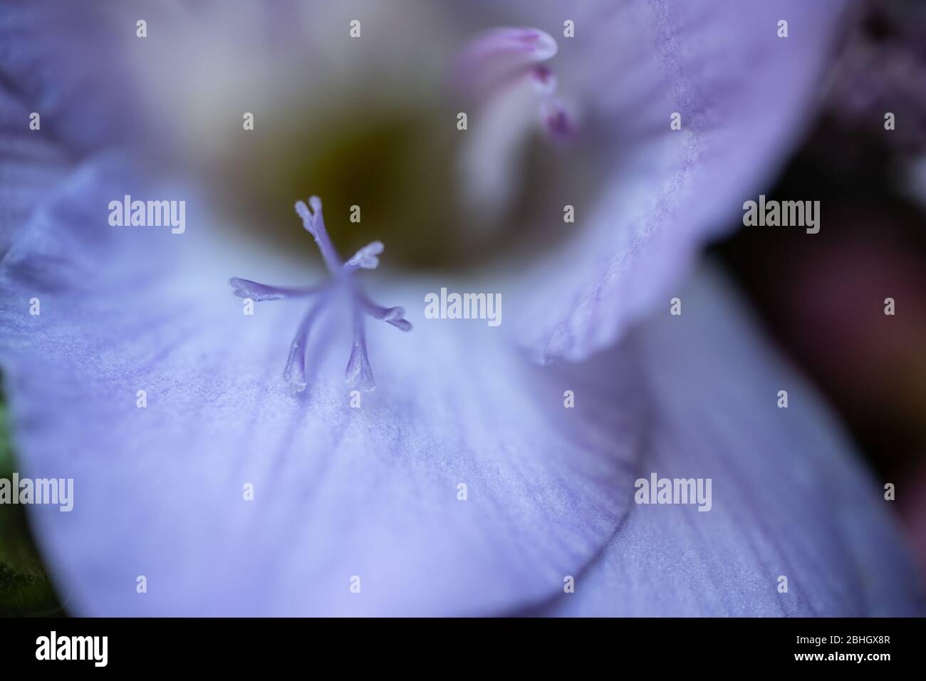 Close-up / macro photograph of purple freesia flowers in a UK garden ...