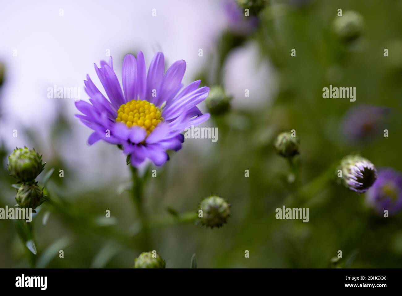 Close-up / macro photograph of purple alpine aster / daisy flowers ...