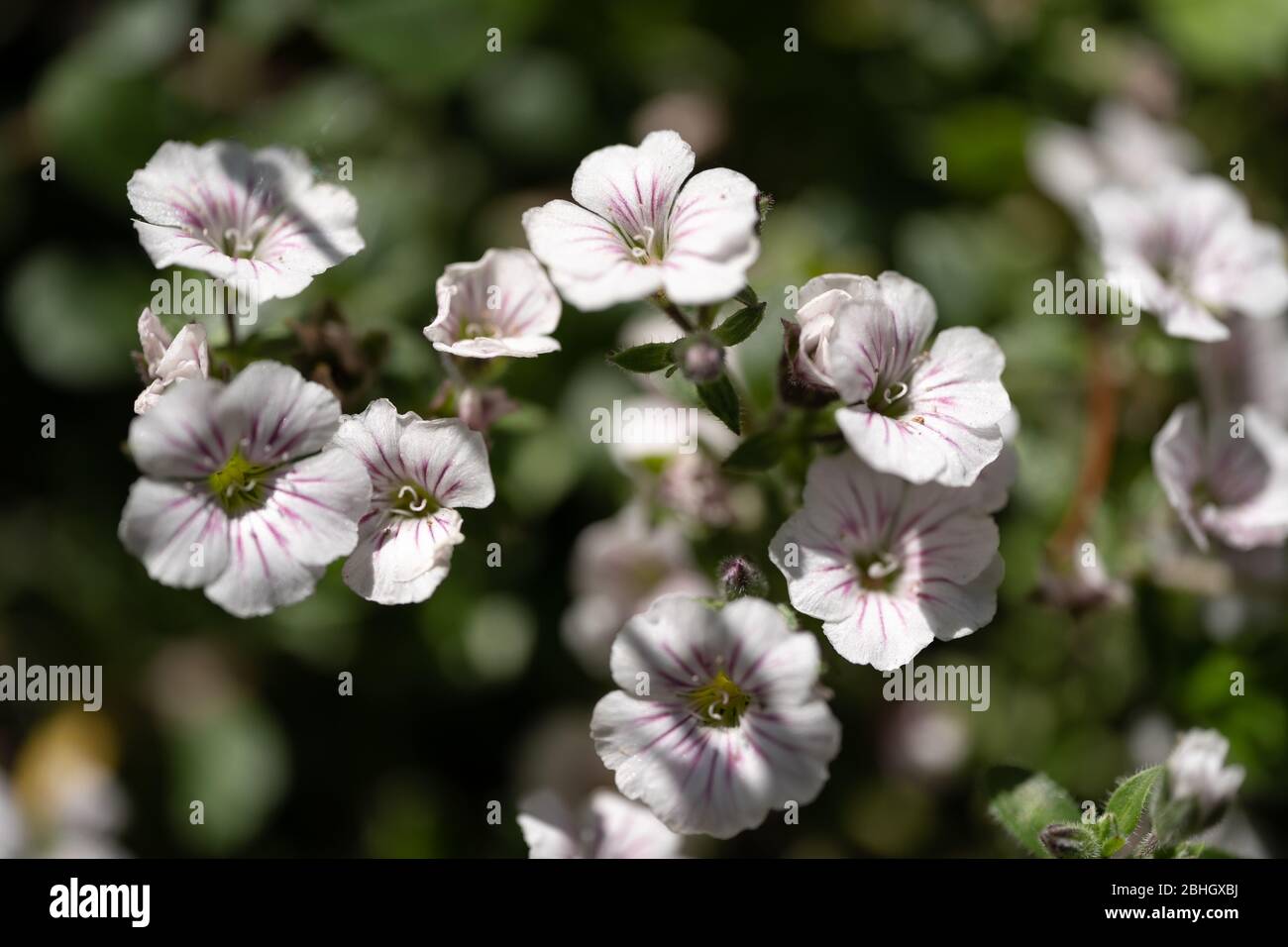 Gypsophila up close hi-res stock photography and images - Alamy