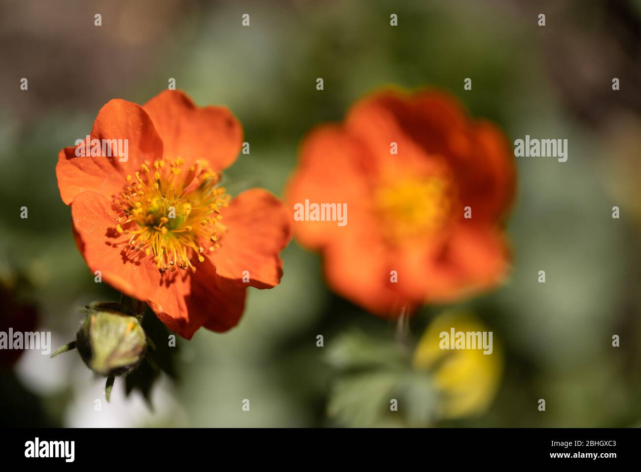 Geum leaves hi-res stock photography and images - Alamy