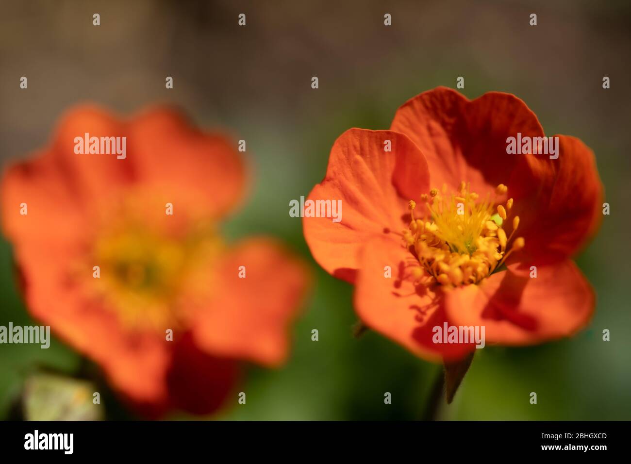 Geum leaves hi-res stock photography and images - Alamy