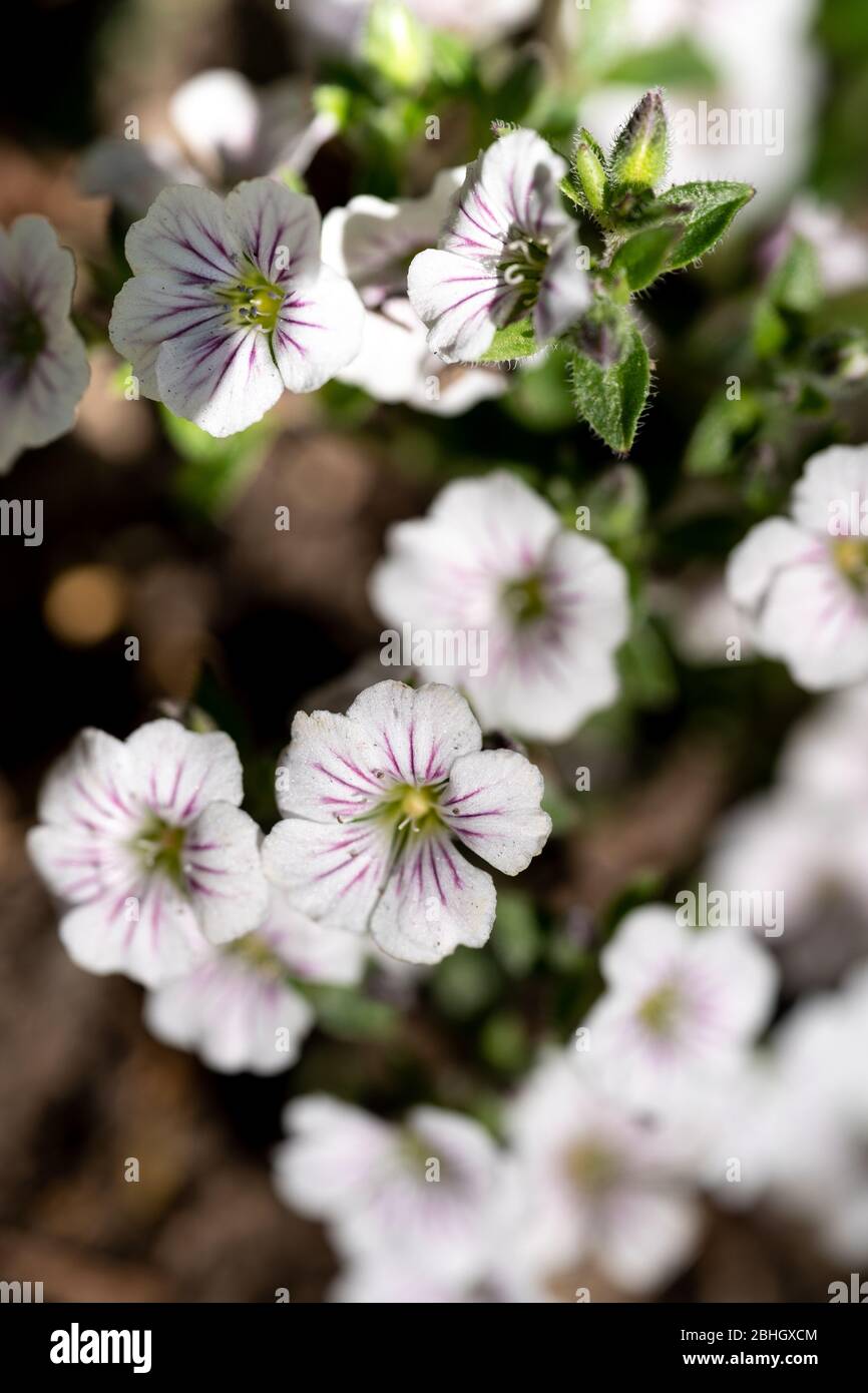 Gypsophila up close hi-res stock photography and images - Alamy