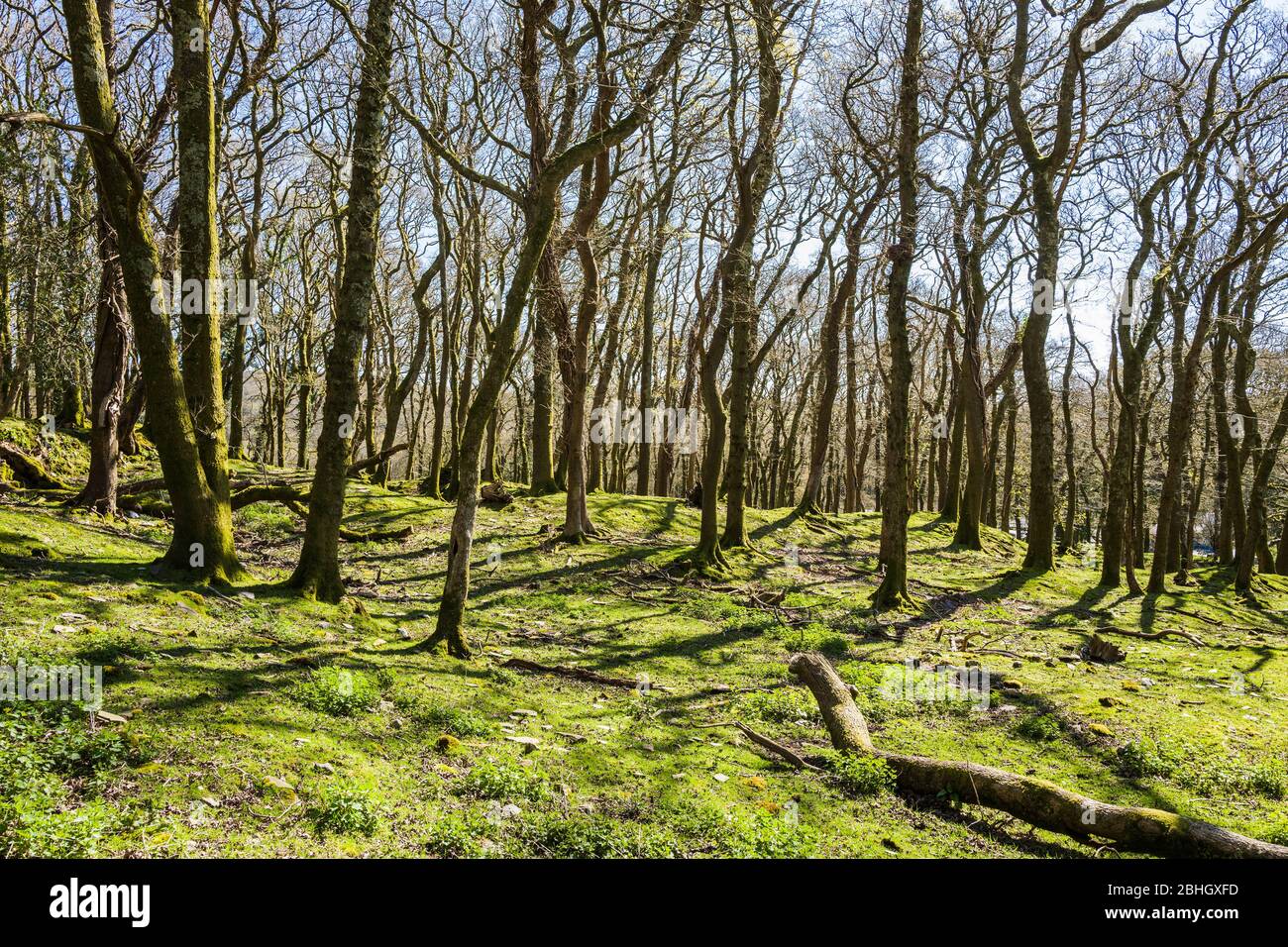 Spring sunlight in the woods at Meavy, below Burrator Reservoir ...