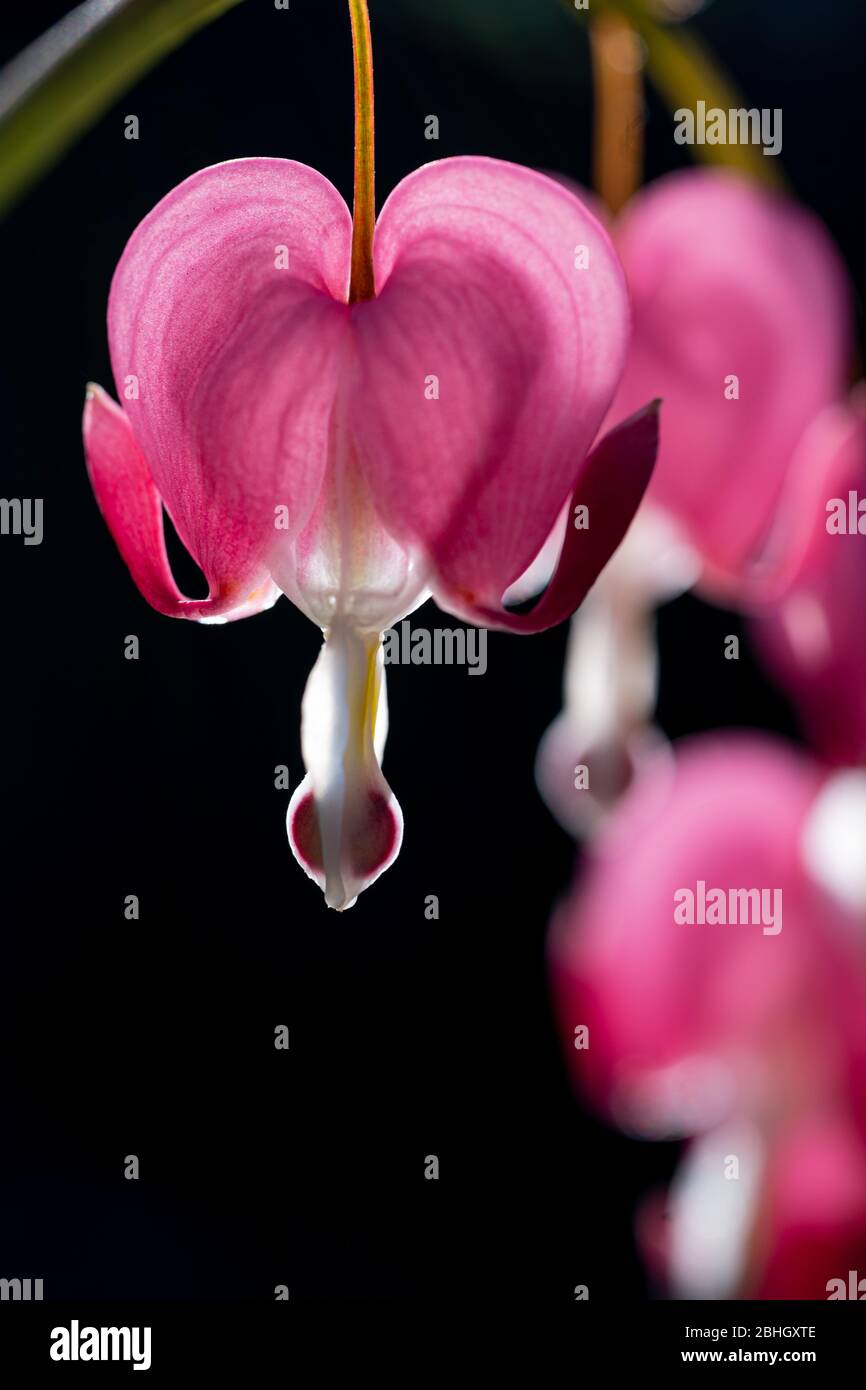 Close-up / macro photograph of bleeding heart (Dicentra) flowers in a ...