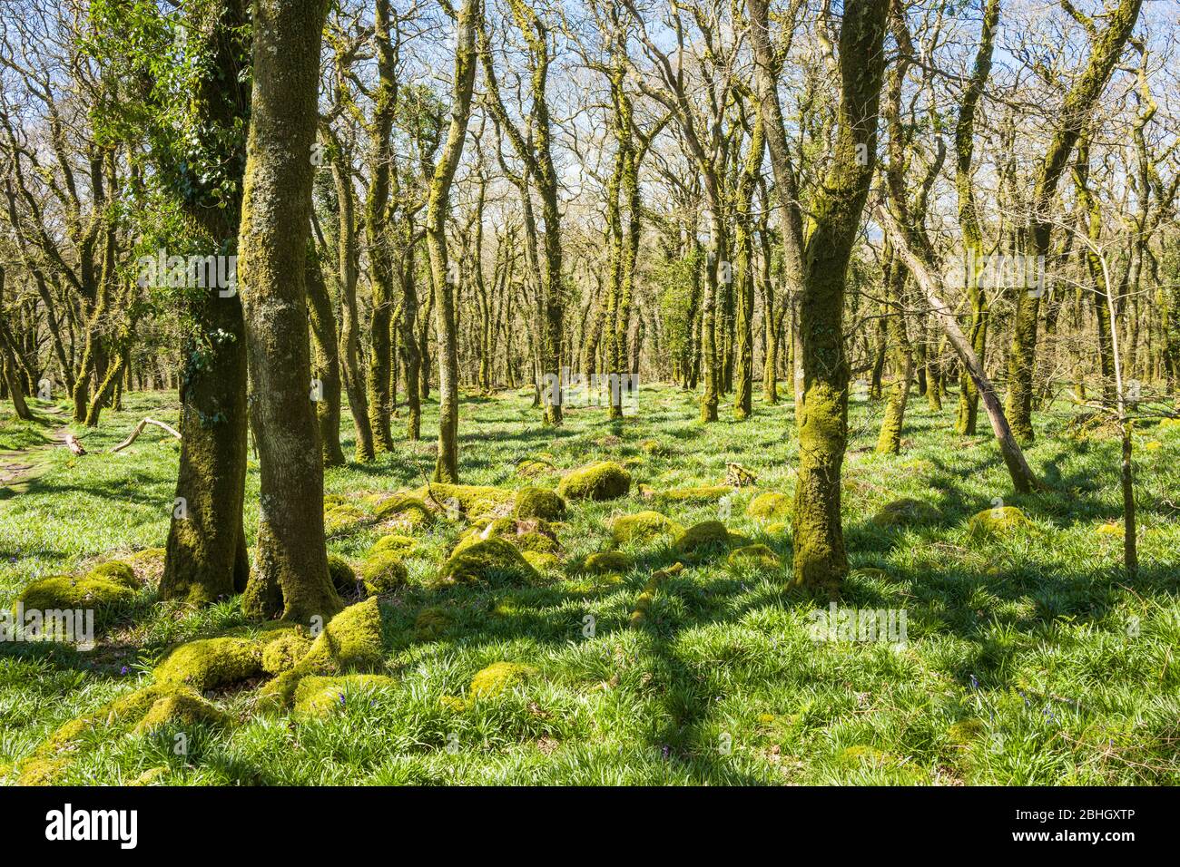Spring sunlight in Burrator Wood, below Burrator Reservoir, Dartmoor ...