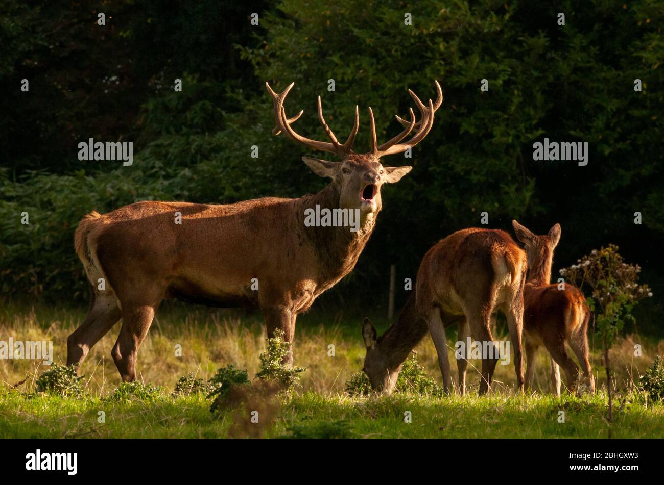 Stag and fawn hi-res stock photography and images - Alamy