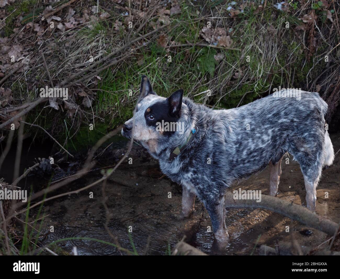 Cattle Dog Tree High Resolution Stock Photography and Images - Alamy