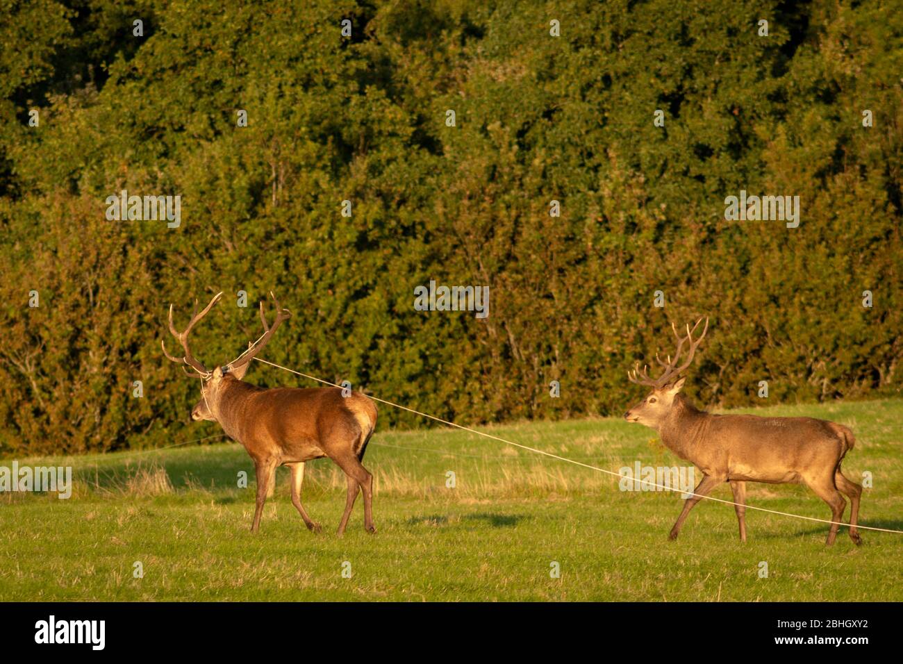 Deer Scare High Resolution Stock Photography and Images - Alamy