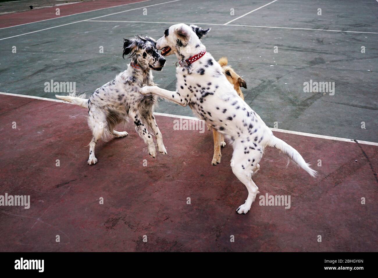 English setter breed dog golden hi-res stock photography and images - Alamy