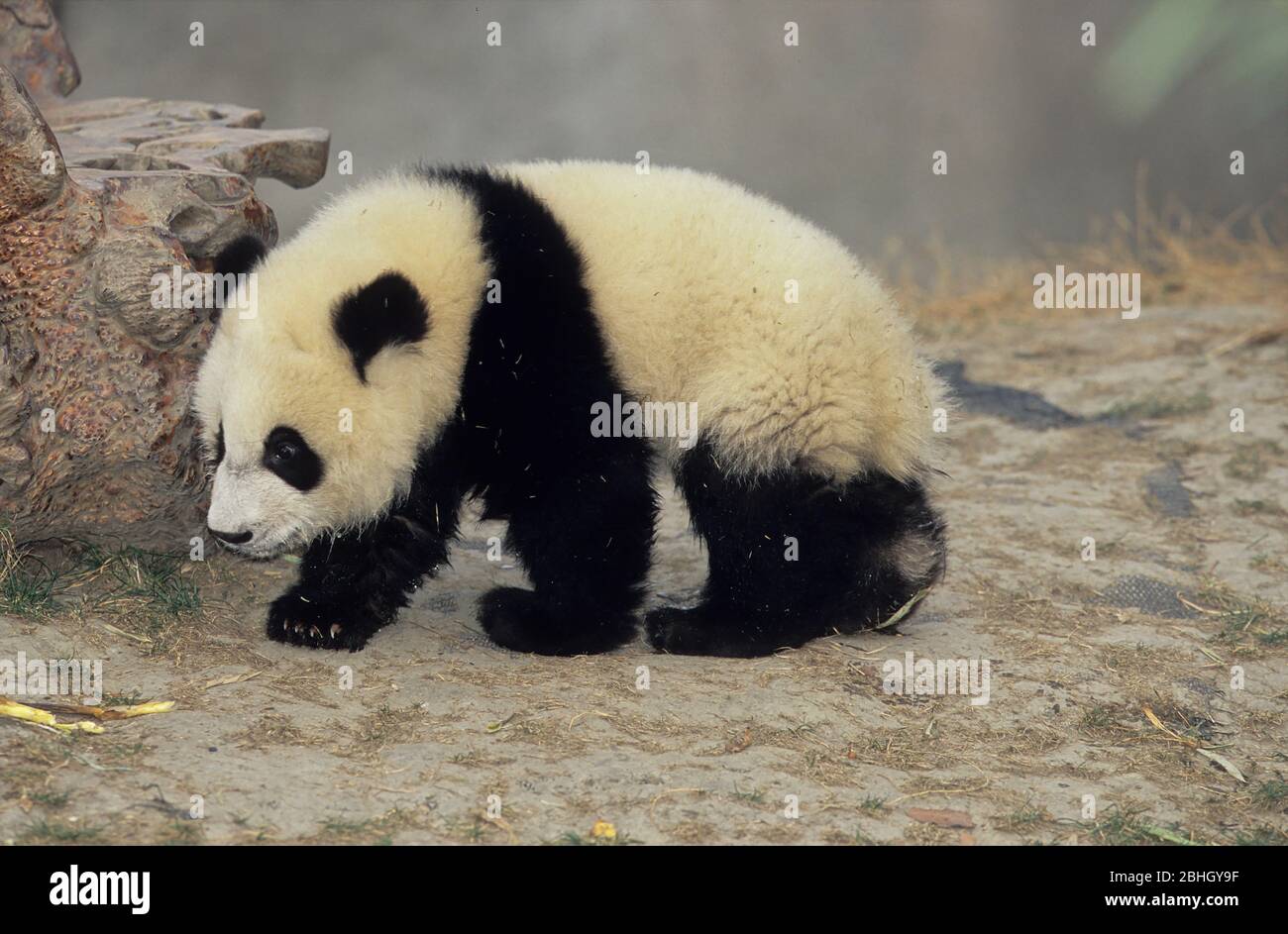 GIANT PANDA (AILUROPODA MELANOLEUCA), CHENGDU RESEARCH BASE, SICHUAN ...