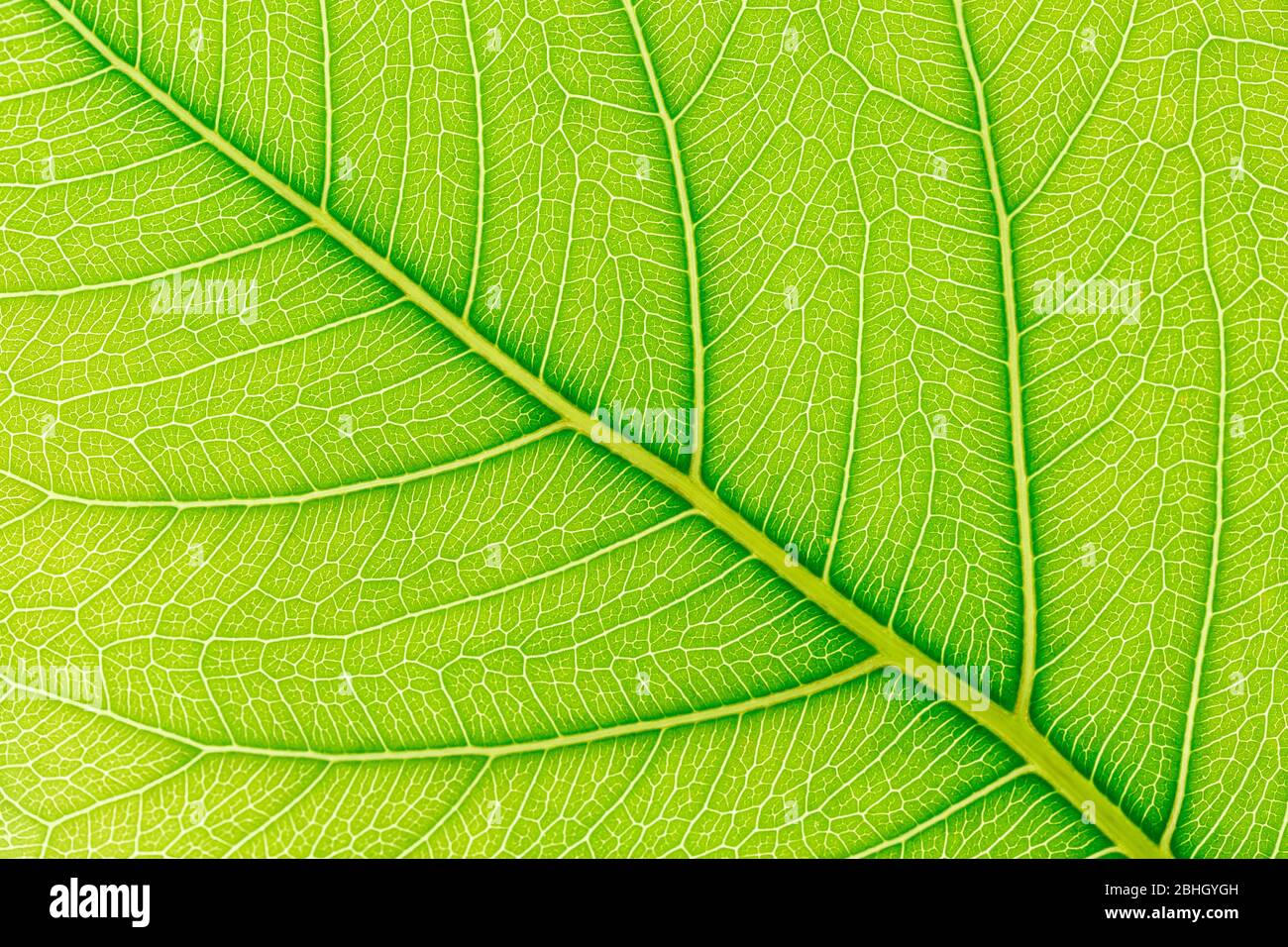 Leaf texture background for design with copy space for text or image ...
