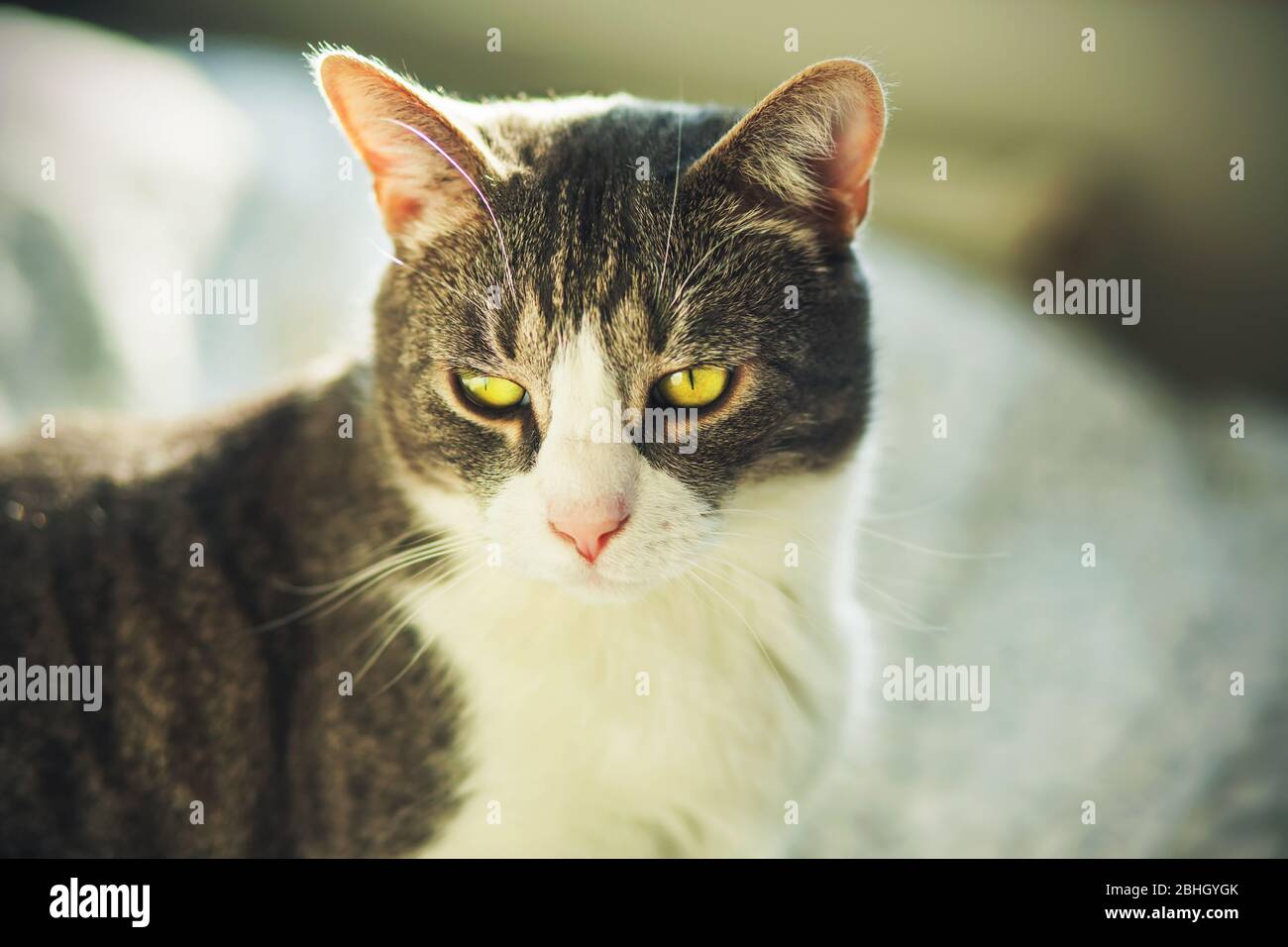 Mongrel cat hi-res stock photography and images - Alamy