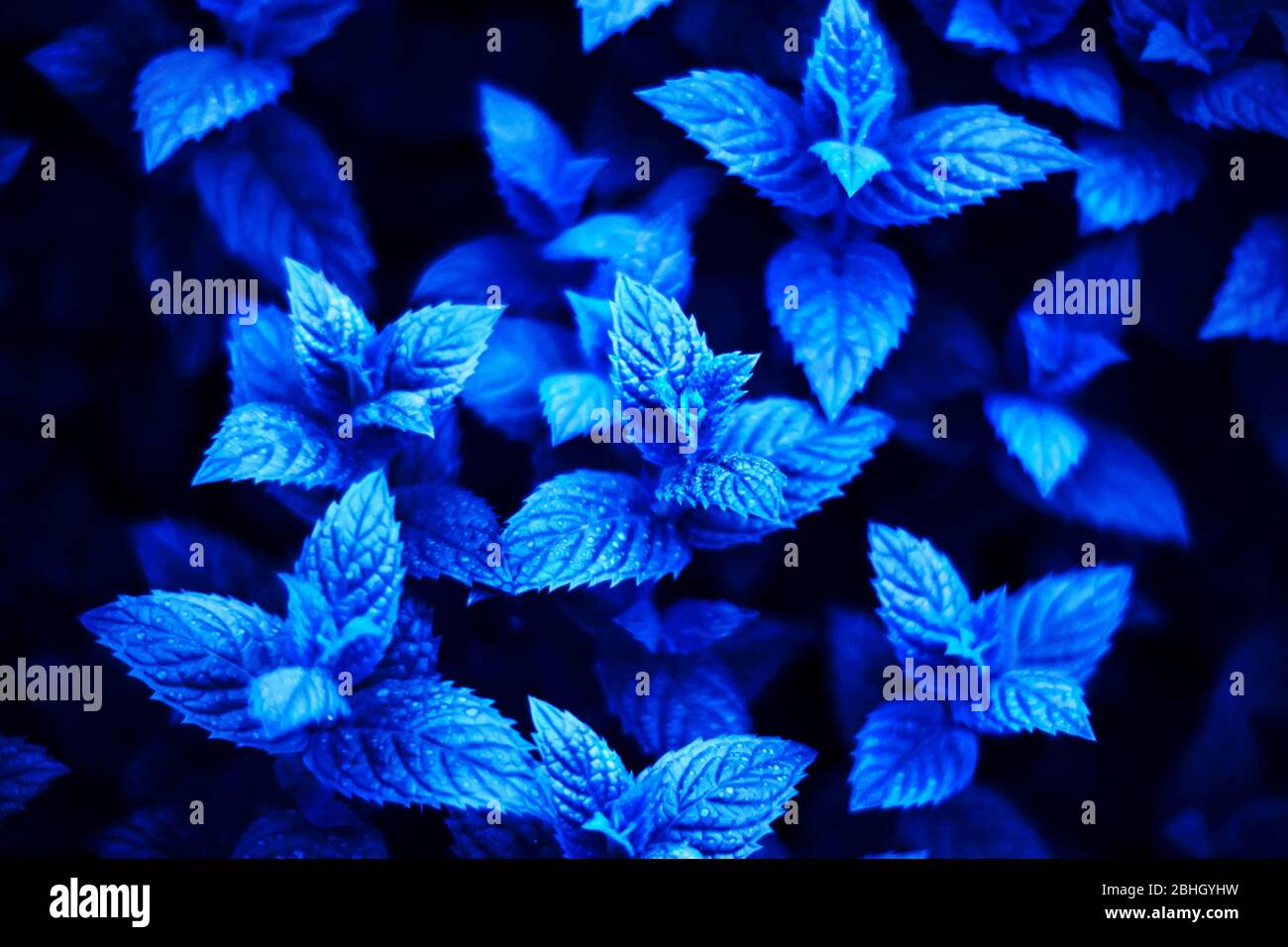Top view of blue refreshing growing mint leaves on a black background ...