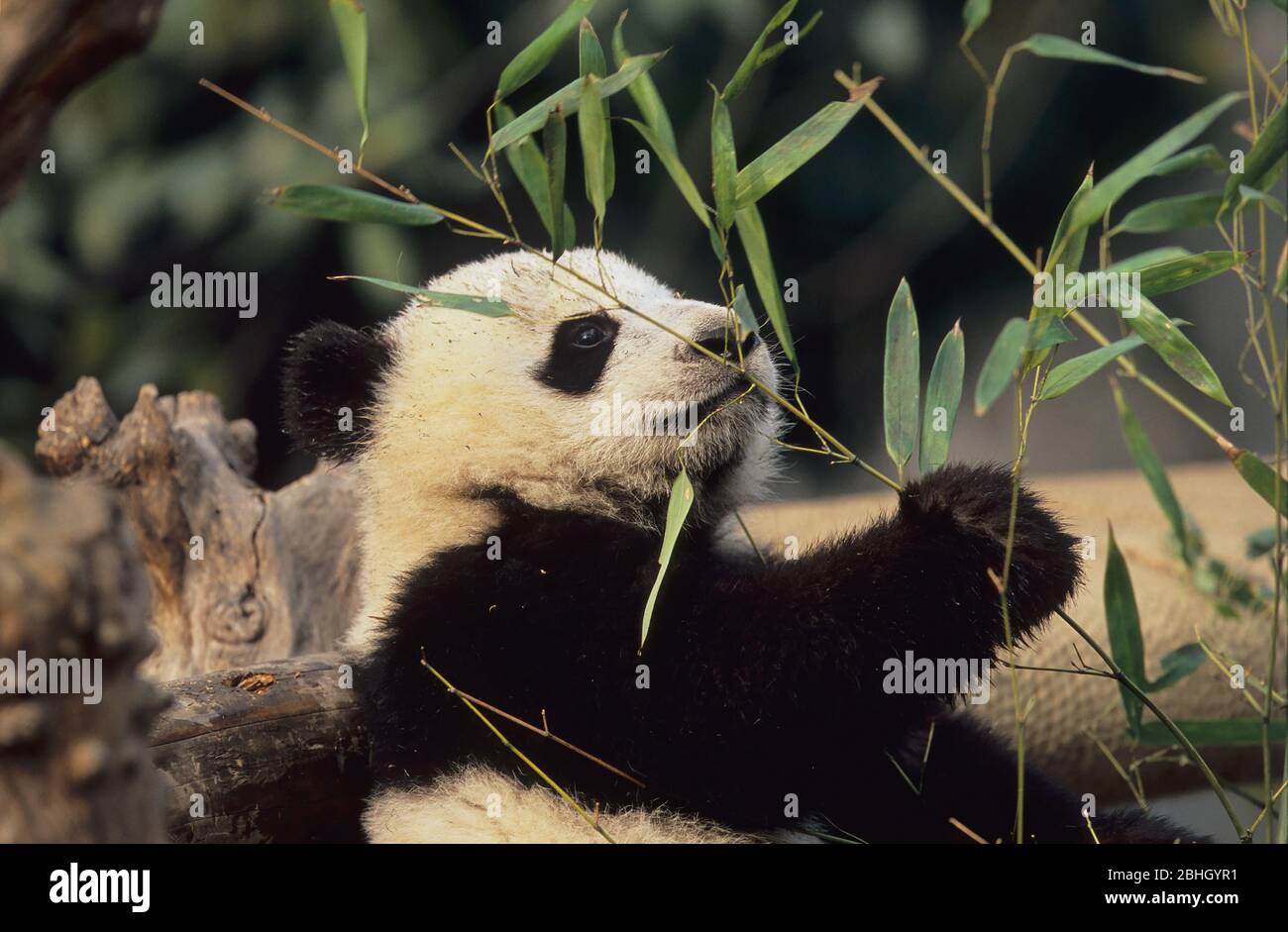GIANT PANDA (AILUROPODA MELANOLEUCA), CHENGDU RESEARCH BASE, SICHUAN ...