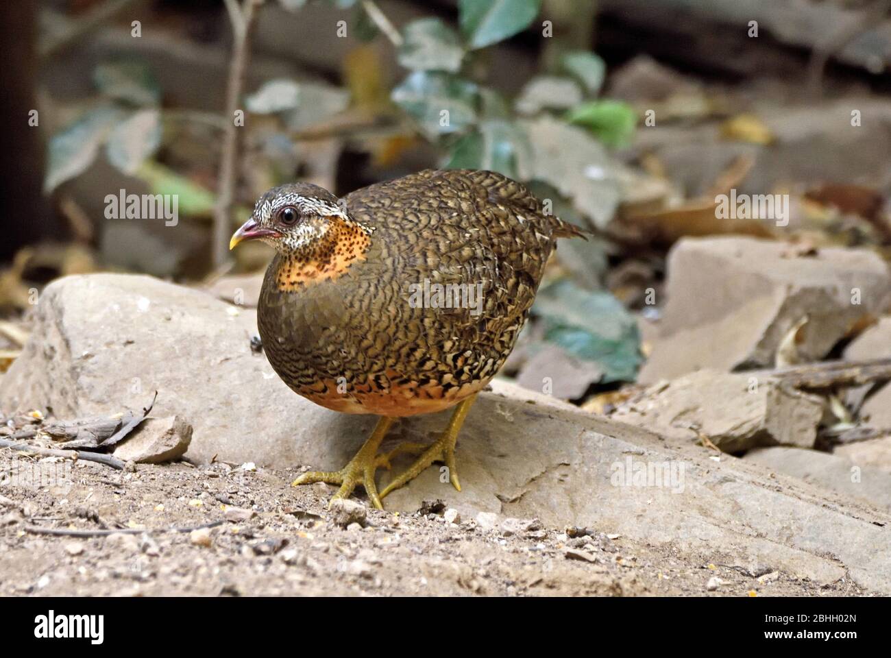 A Green-legged Partridge (Arbrophila chloropus), formally known as ...