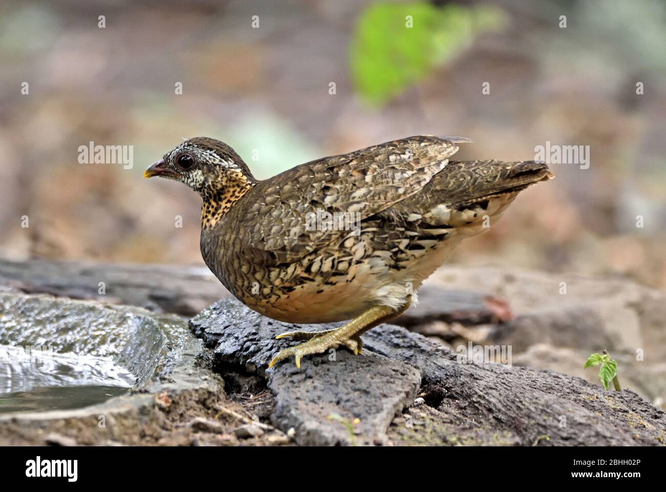 Green legged partridge hi-res stock photography and images - Alamy