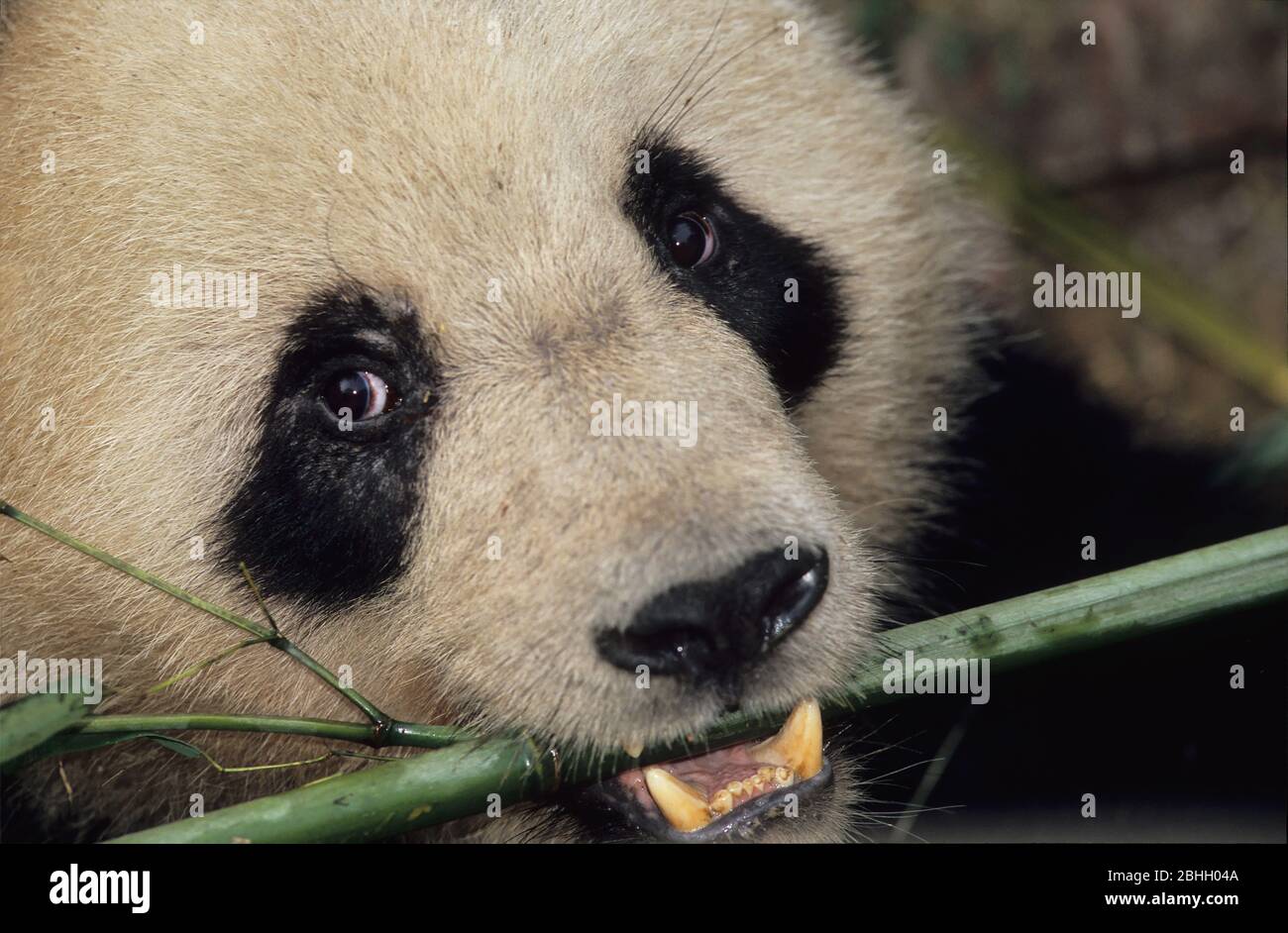 GIANT PANDA (AILUROPODA MELANOLEUCA), CHENGDU RESEARCH BASE, SICHUAN ...