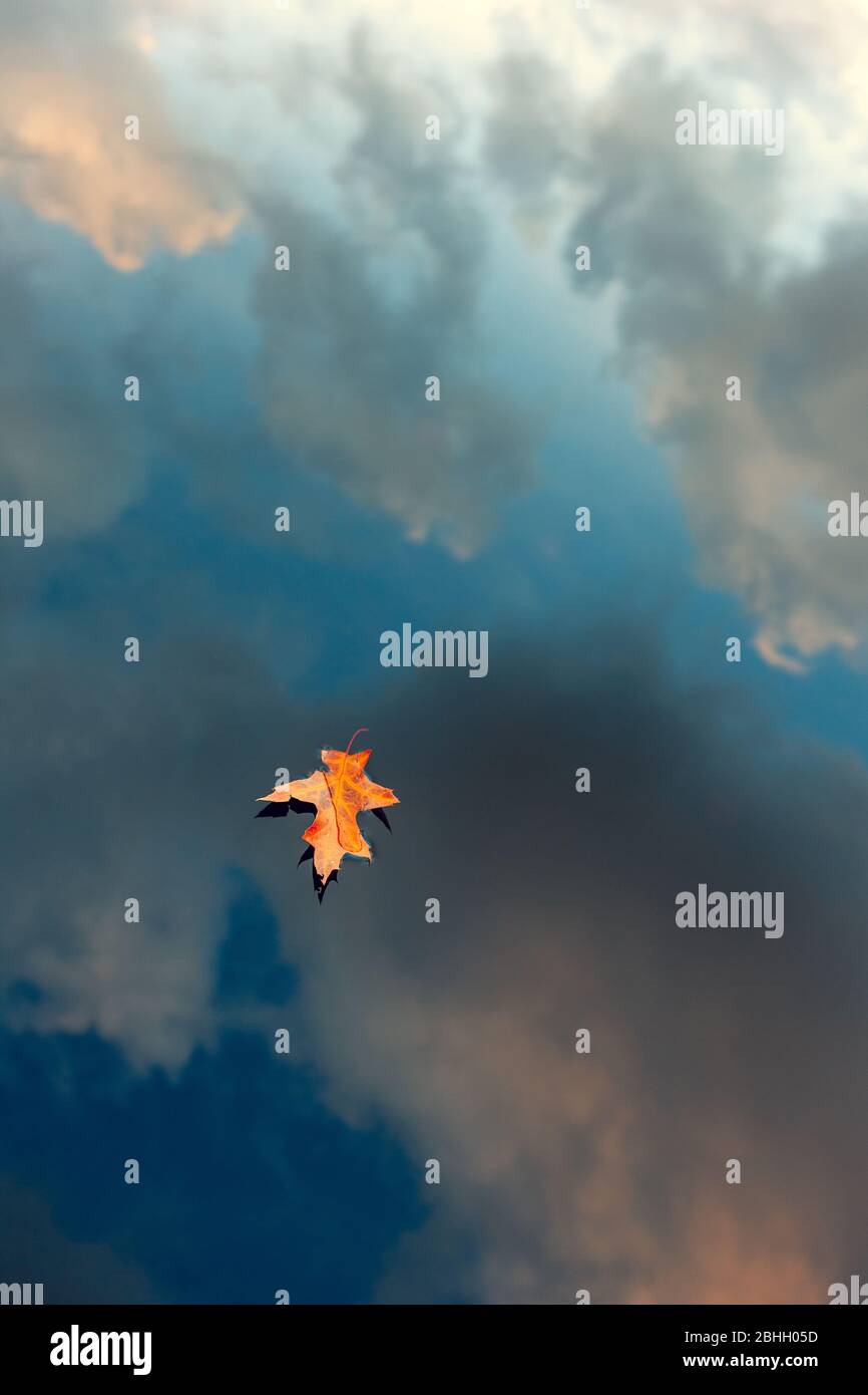 Yellow maple leaf on the waves of a blue lake Stock Photo - Alamy