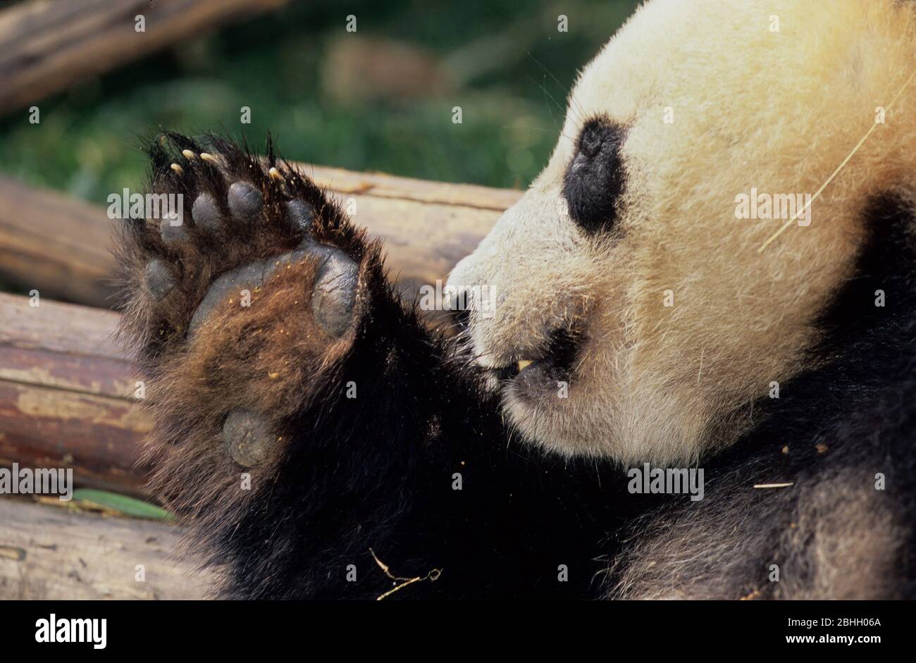 GIANT PANDA (AILUROPODA MELANOLEUCA), CHENGDU RESEARCH BASE, SICHUAN ...